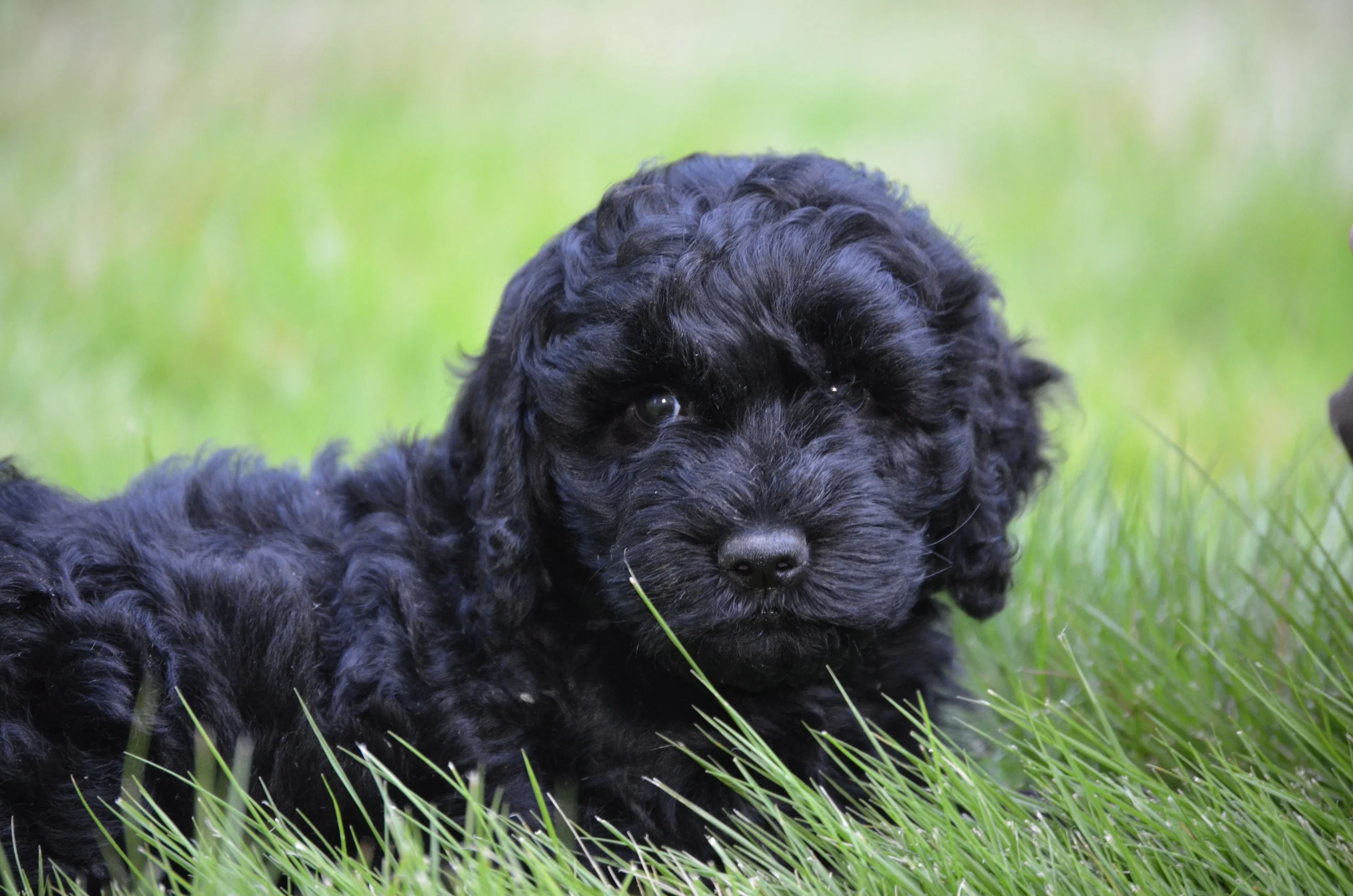 Mini Black Labradoodle Puppy
