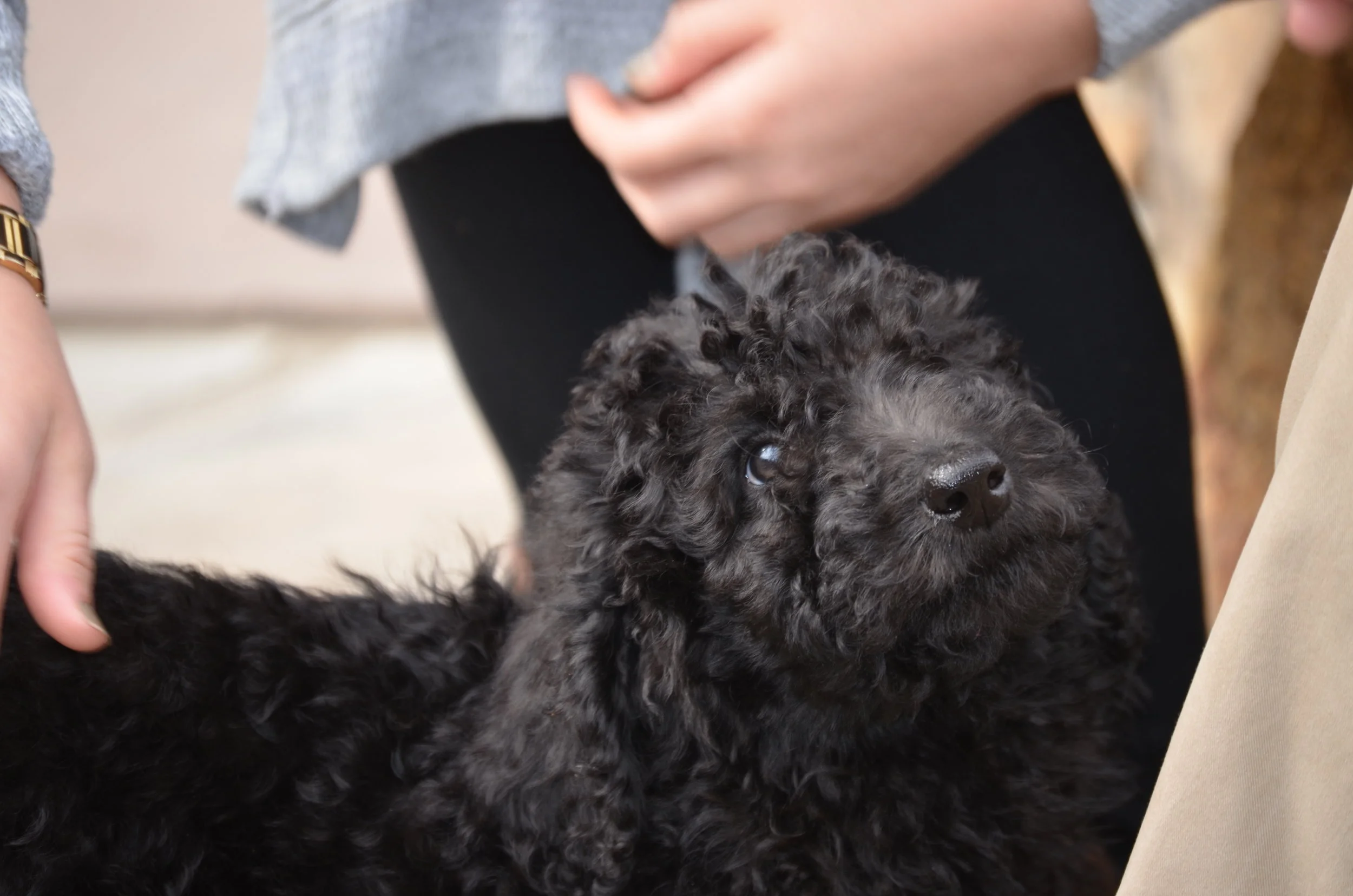 Black Lab Poodle Mix