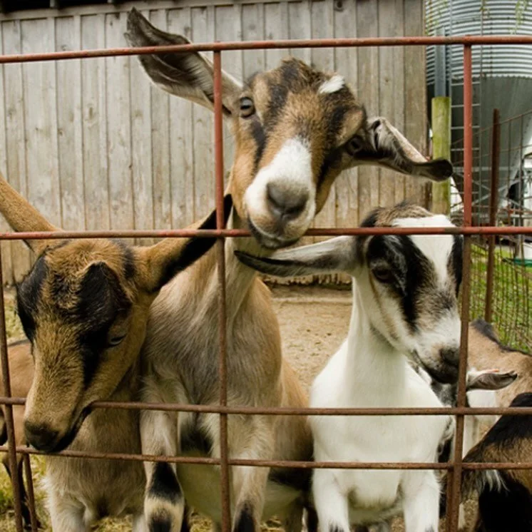 Capriole Goat Cheese