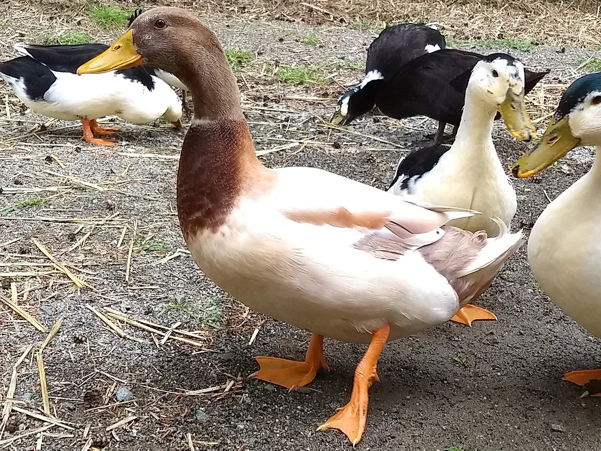 How to Tell a Drake from a Hen — Hearth & Haven