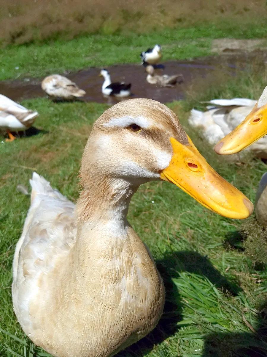 How to Tell a Drake from a Hen — Hearth & Haven