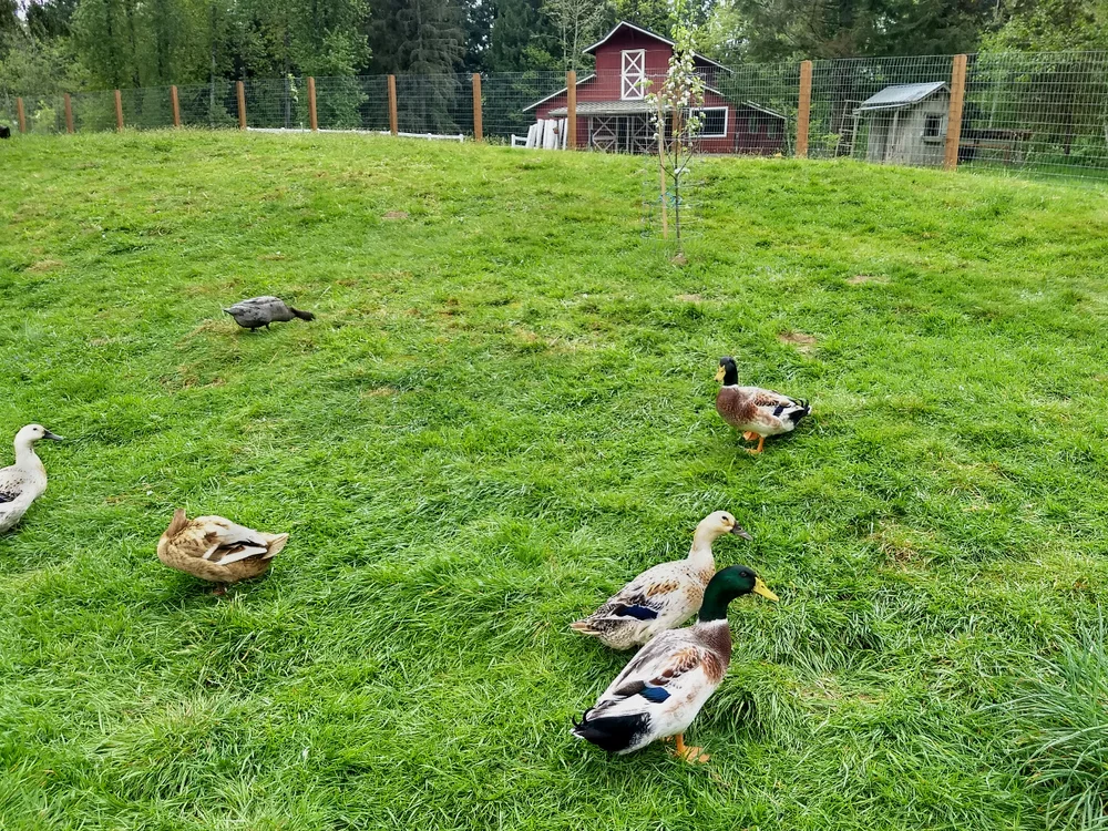 How to Tell a Drake from a Hen — Hearth & Haven