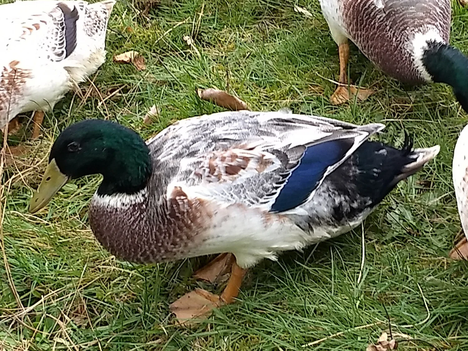 How to Tell a Drake from a Hen — Hearth & Haven