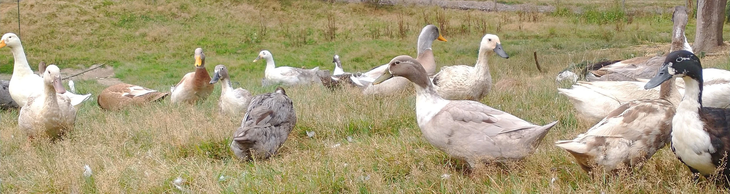 How to Tell a Drake from a Hen — Hearth & Haven