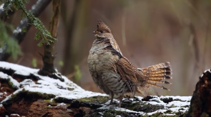 Brittany Partridge Hunting