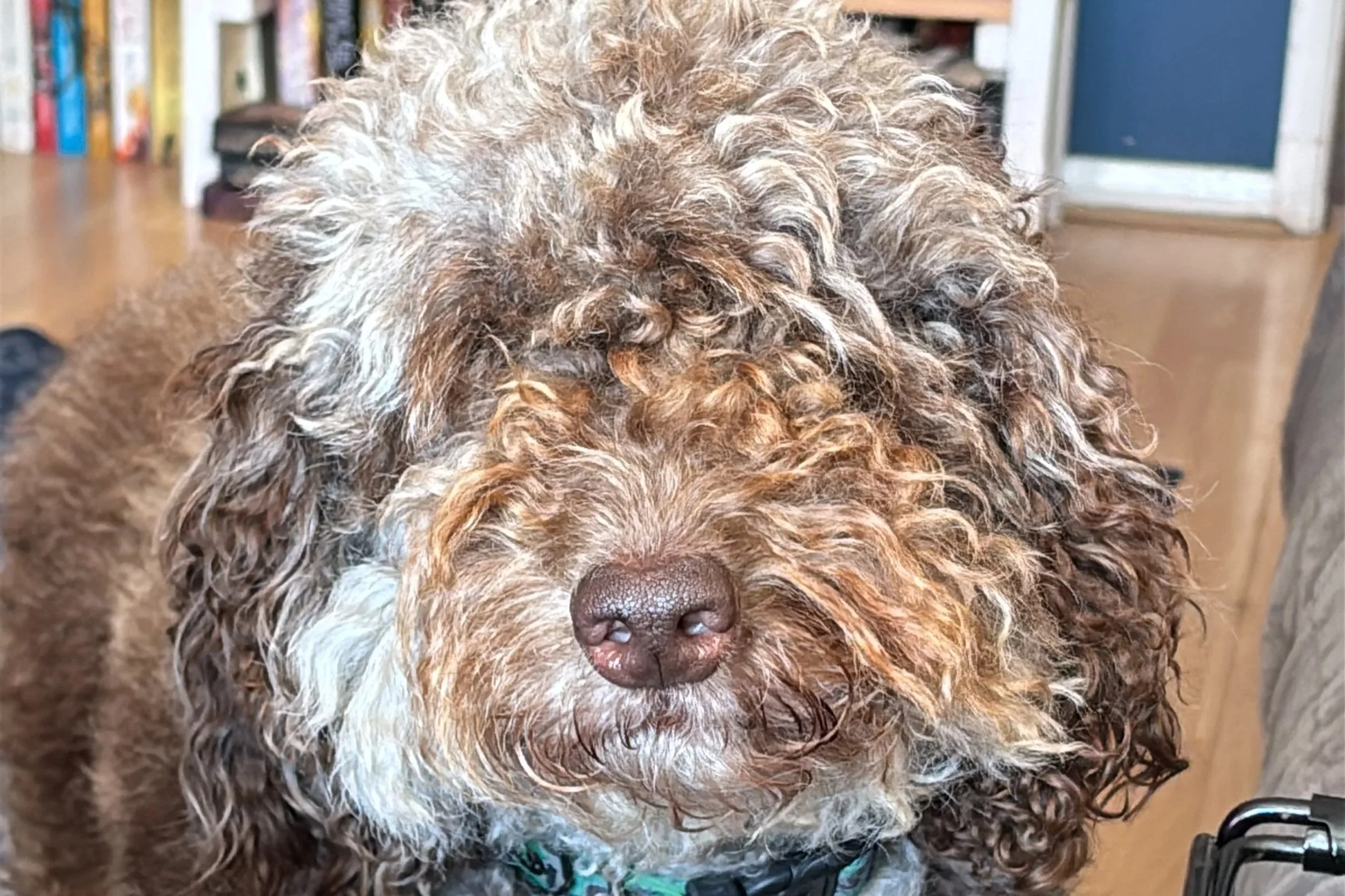 Otis : Ready for foster (with view to adopt) — DoodleAid