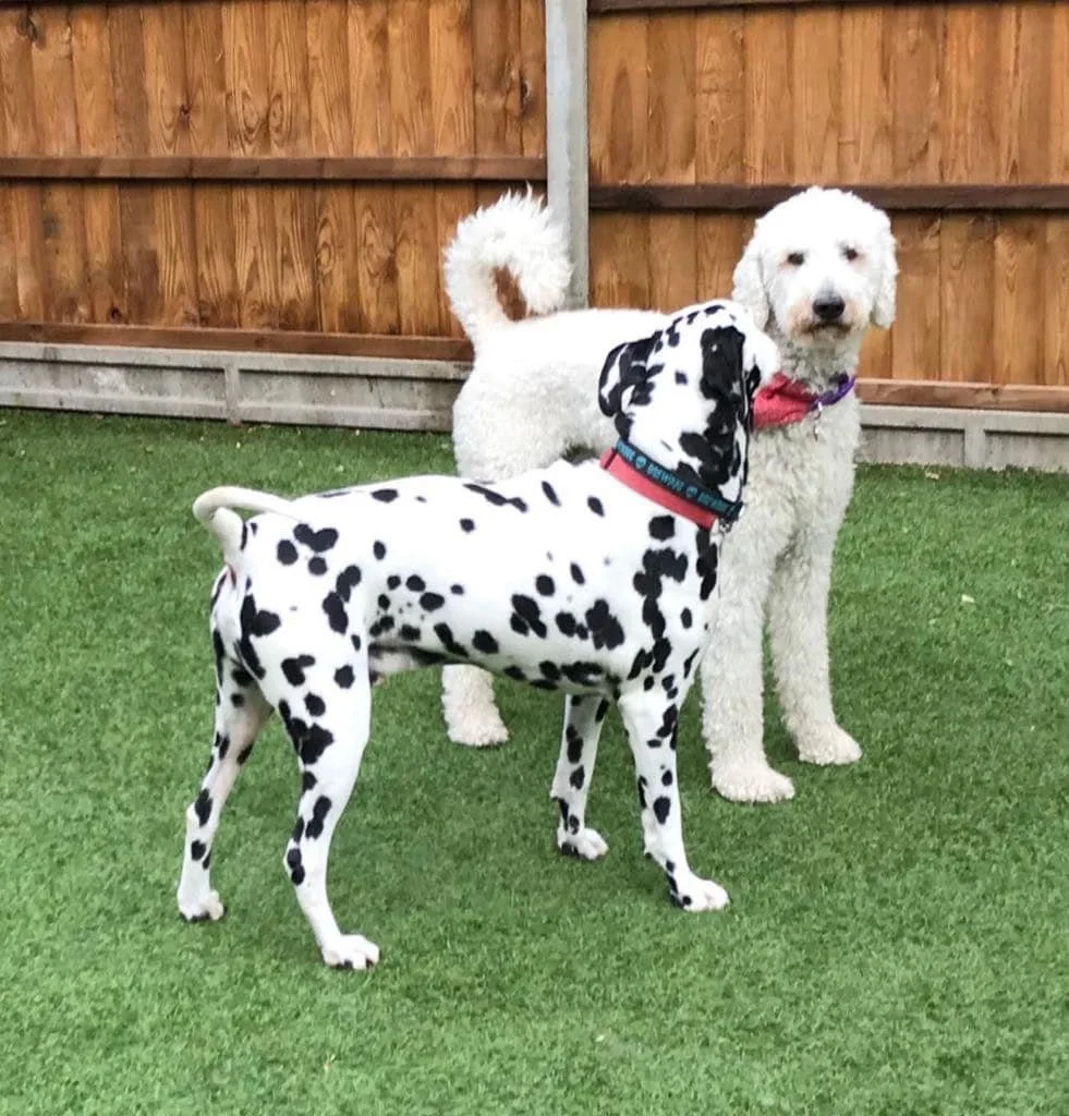 Binky : Now adopted — DoodleAid