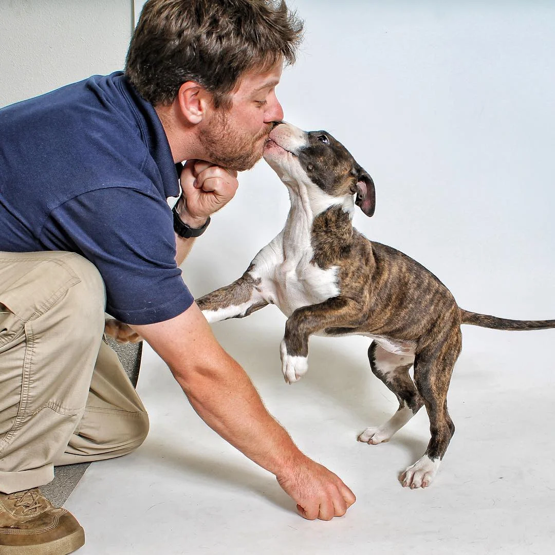 services — Dog Pause