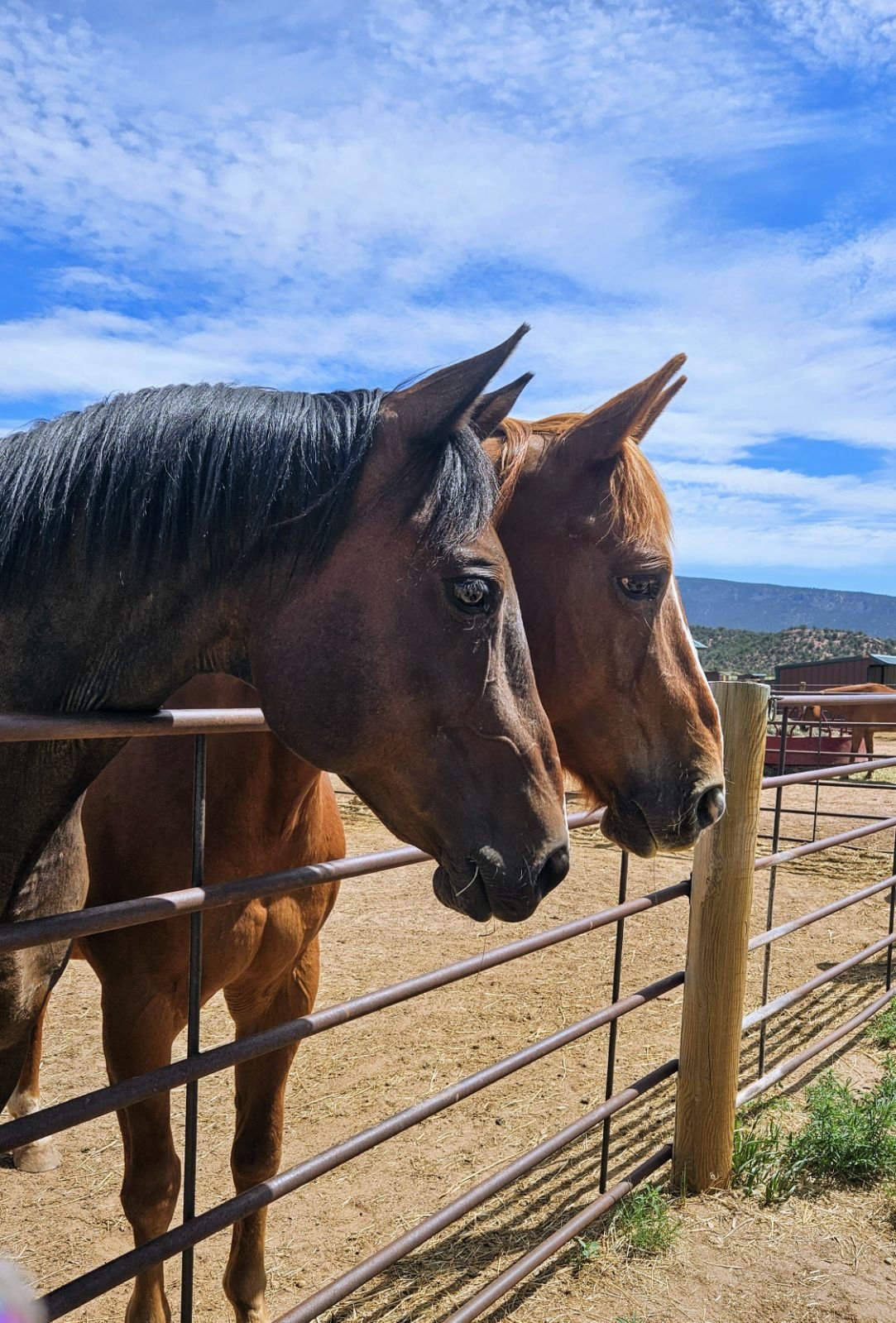 Ranch News — Mountain Valley Horse Rescue