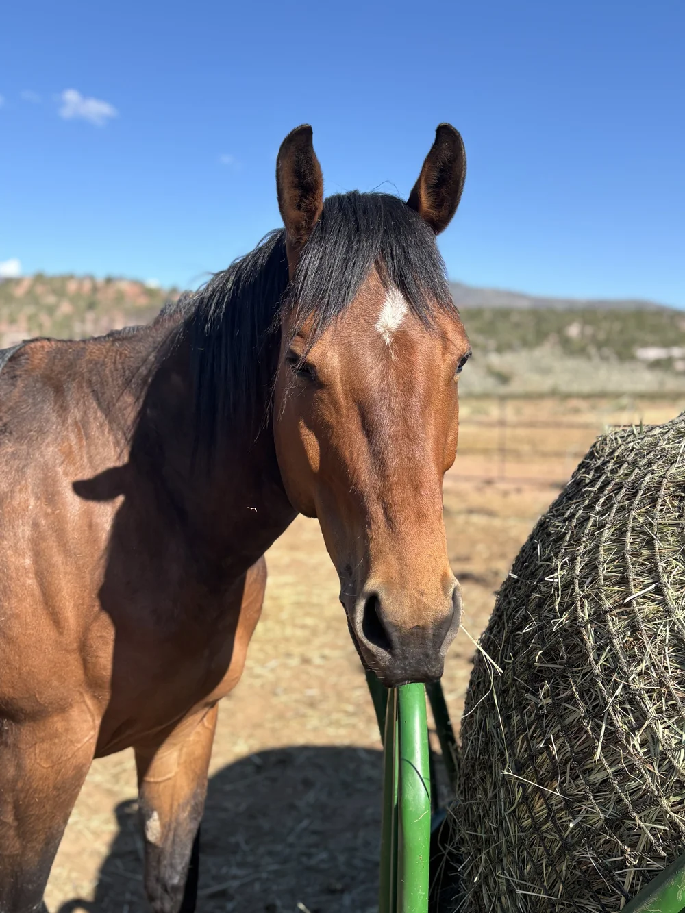 Current MVHR Horses — Mountain Valley Horse Rescue