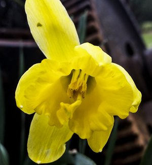 Daffodil Day – a day of hope and rebirth — RURAL ROOM