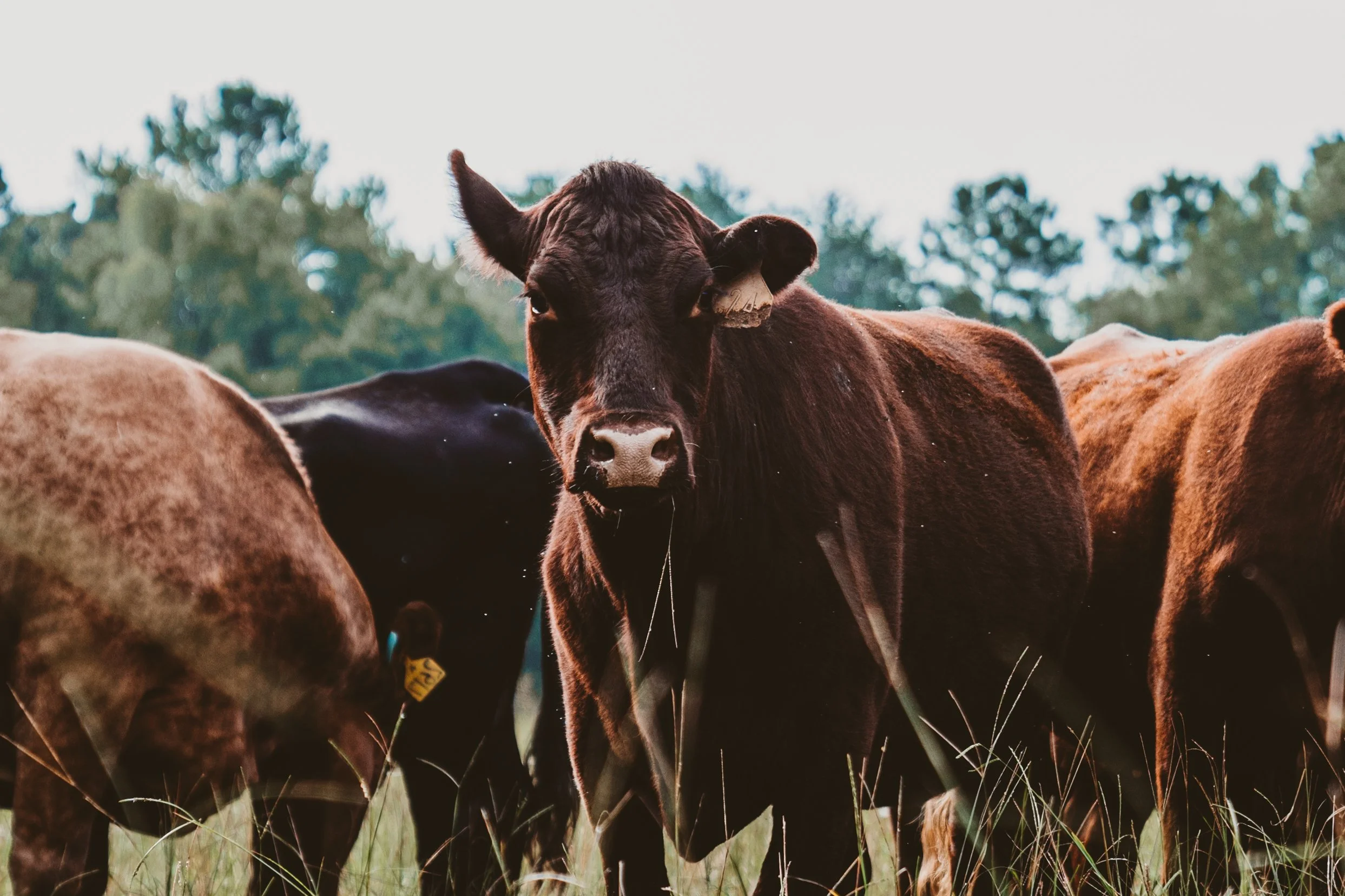 Contact — Eremos Farm