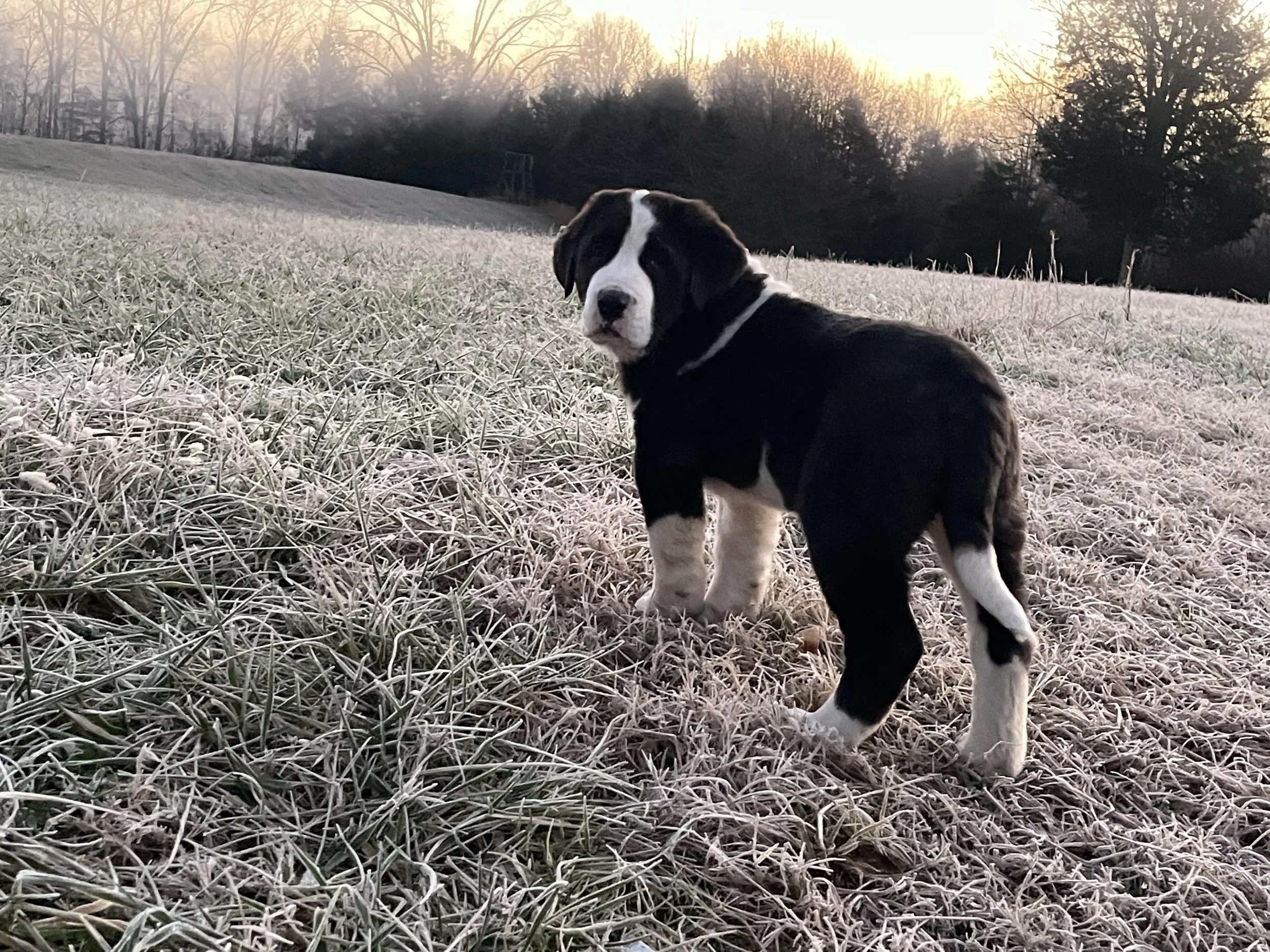 Livestock Guardian Dogs, Iva, SC — Eremos Farm