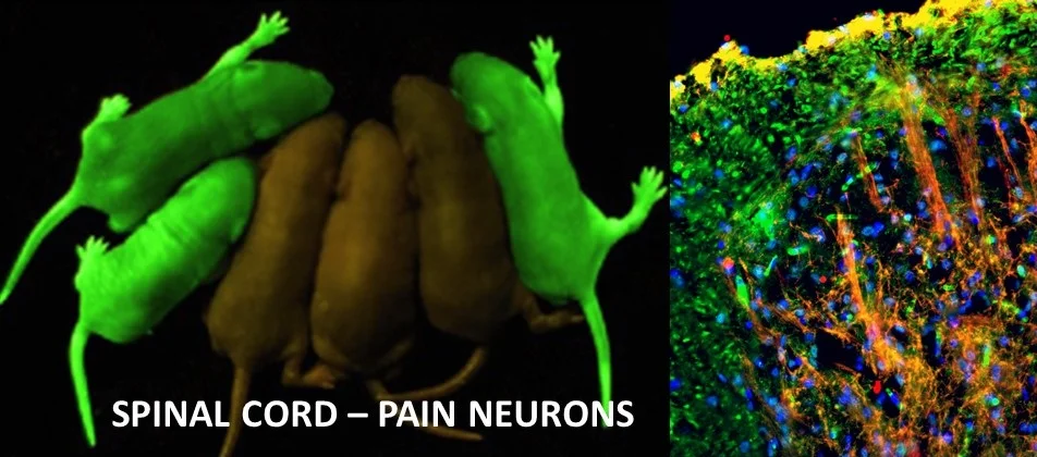 Techniques — Talbot Lab