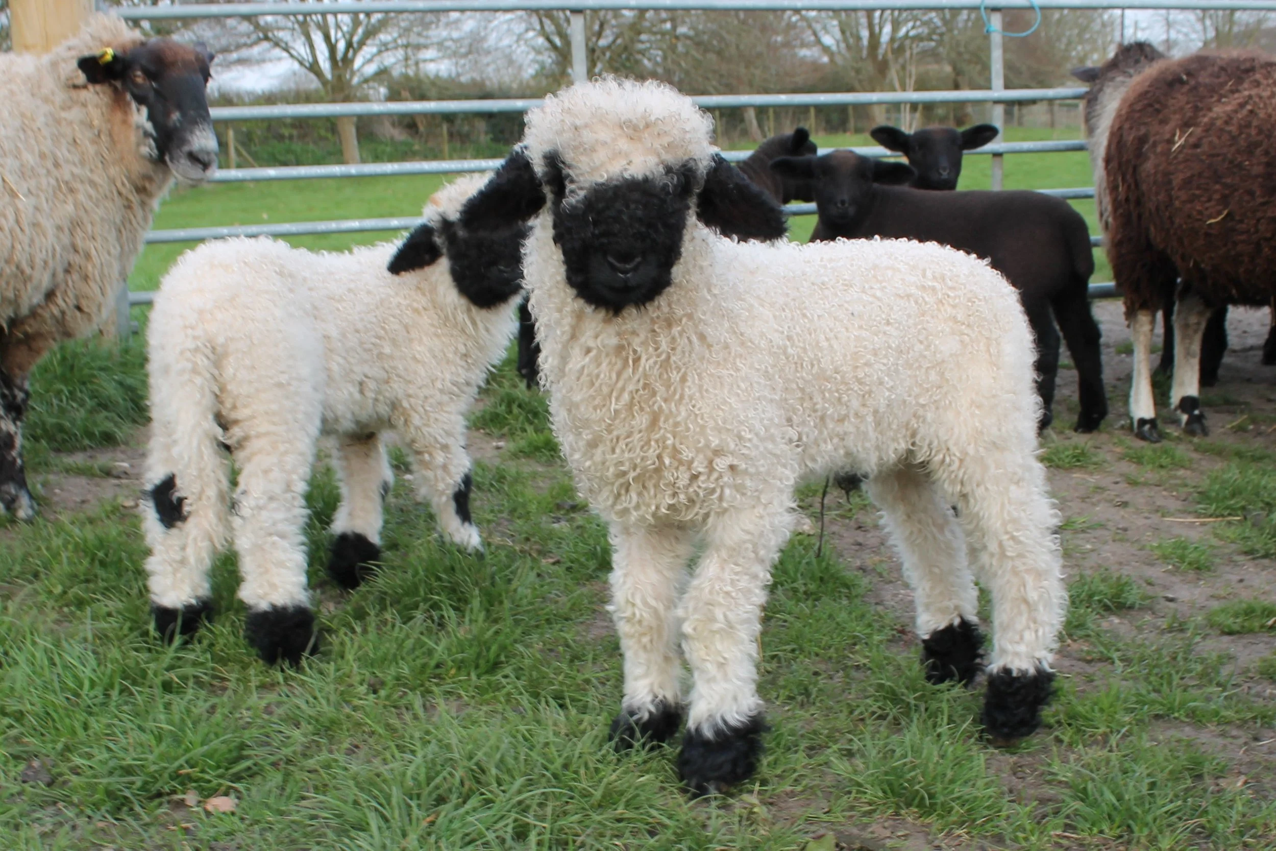 MEET THE LIVESTOCK — Warborne Farm