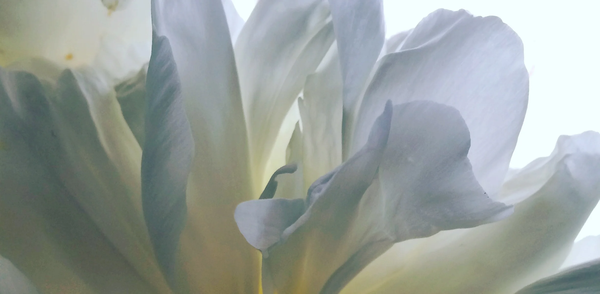Banff Mountaintop Flowers - Florist