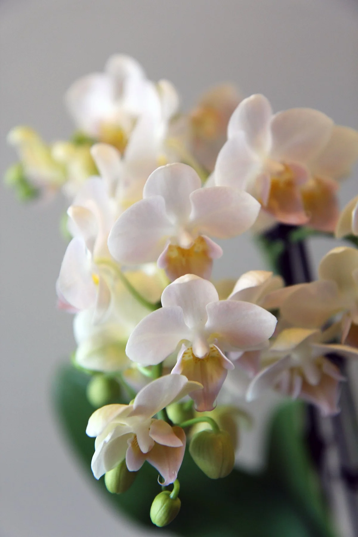 Order Online — Banff Mountaintop Flowers - Florist