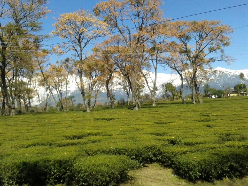 Activities — The Mirage