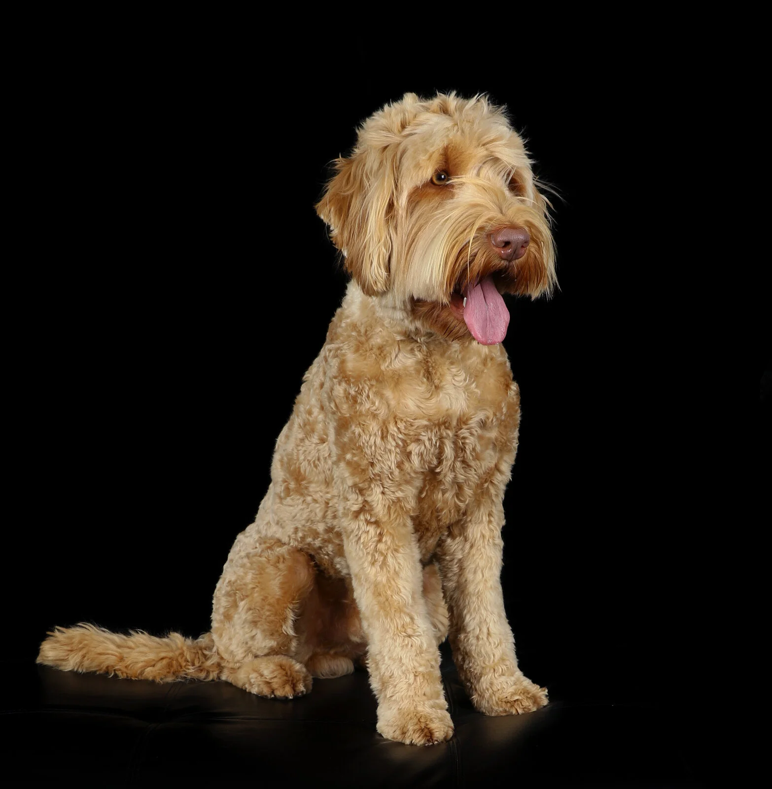 Puppy Parents — Cider Field Labradoodles
