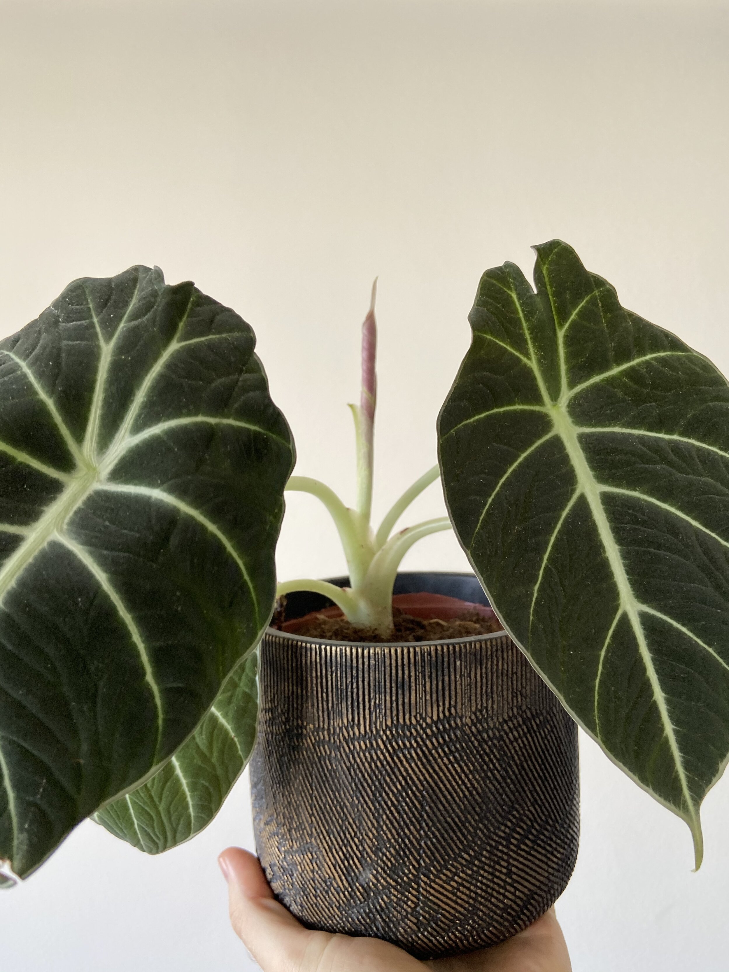 How to tell if your Alocasia roots are healthy (Olle Eriksson)