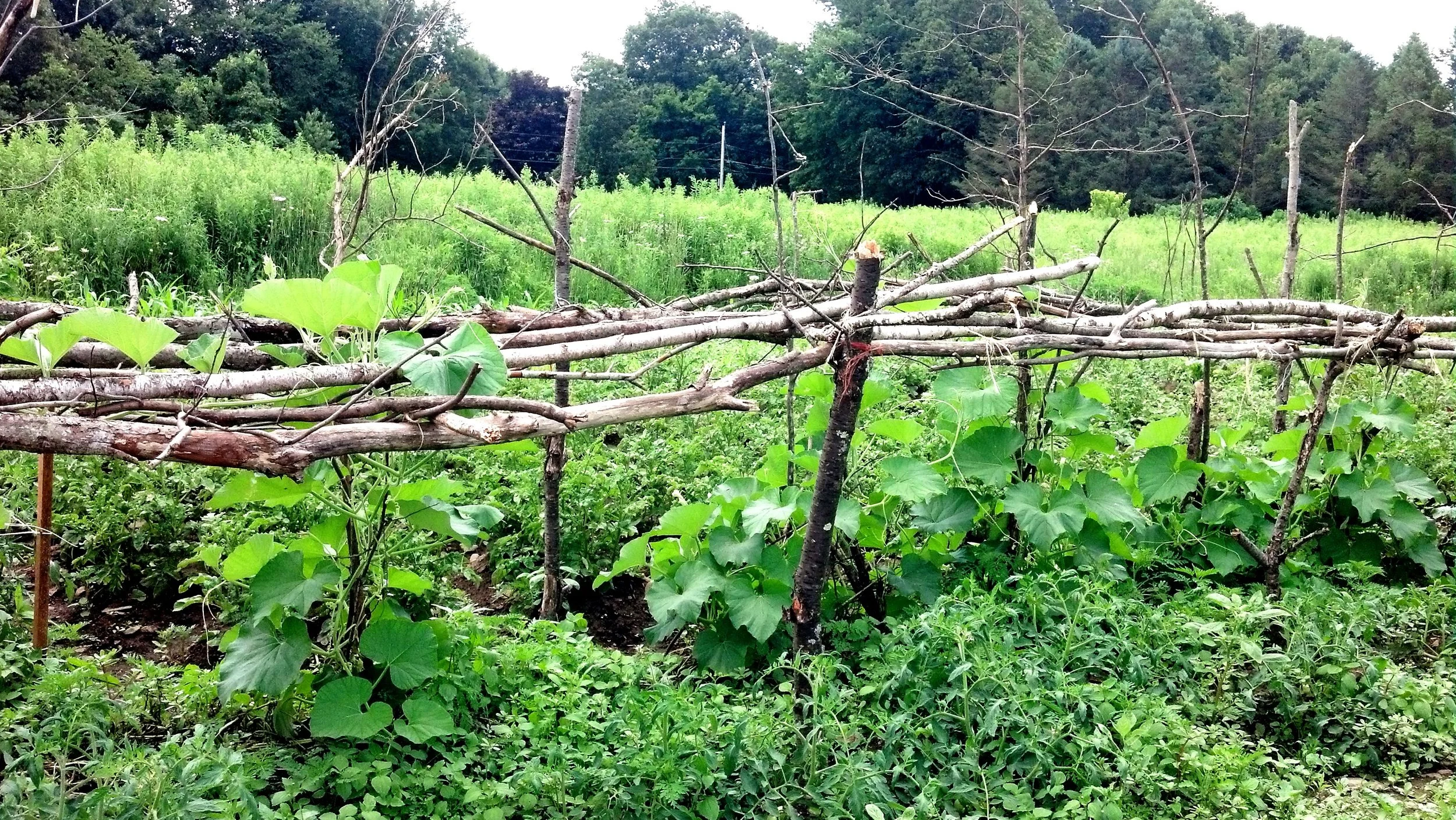 How We Work — All Farmers