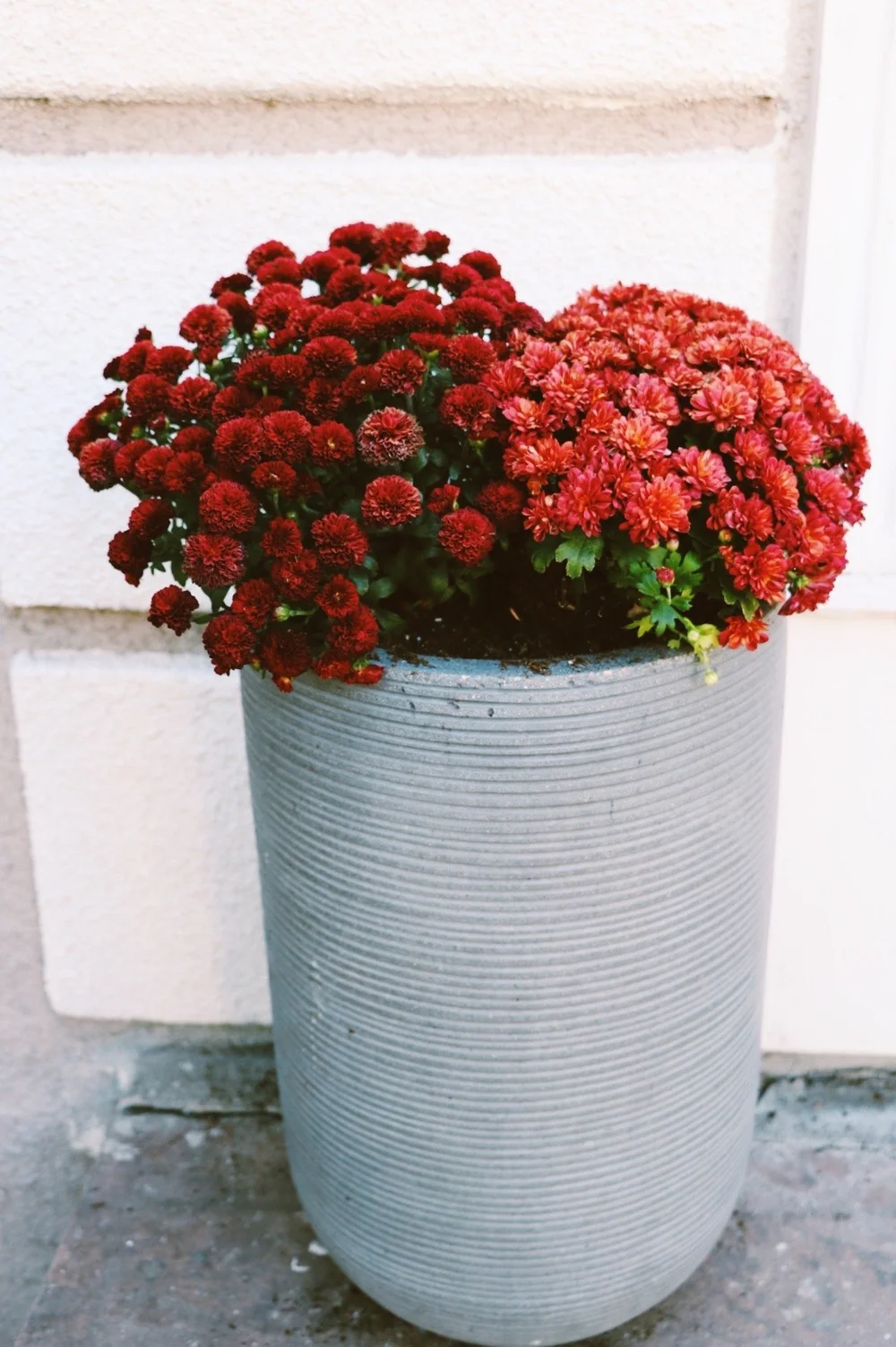 Fall Mums and Where to Plant Them — DIY DARLING