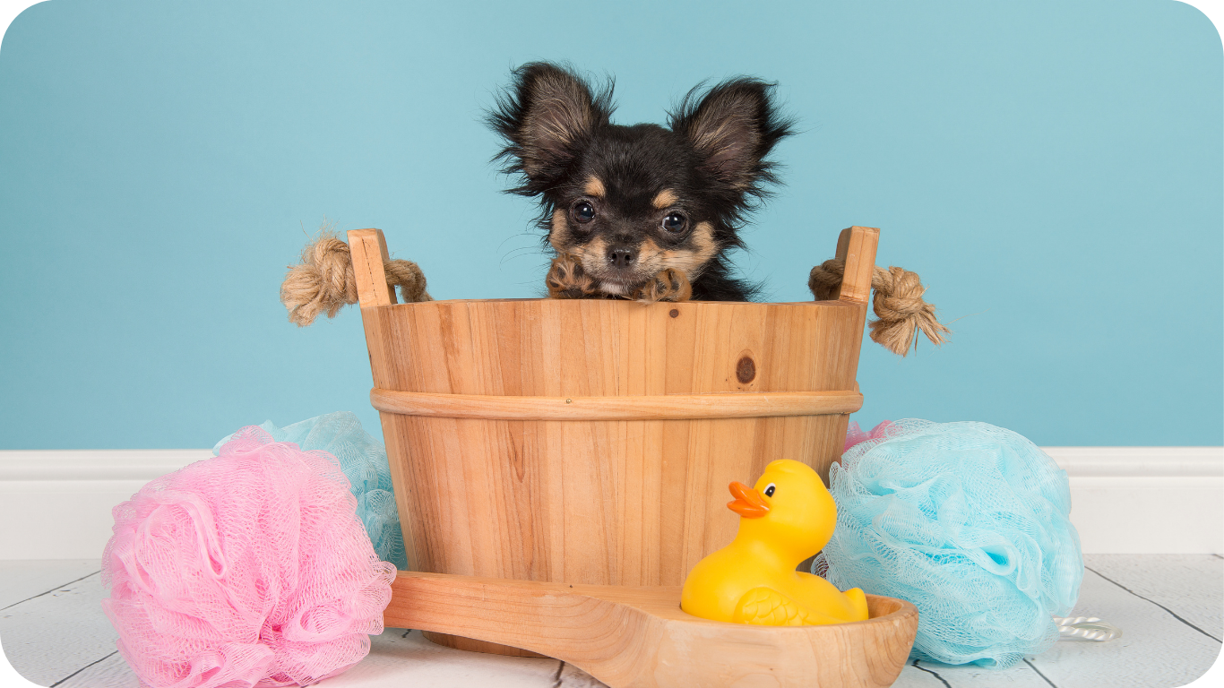 Pop-up Pooch Spa