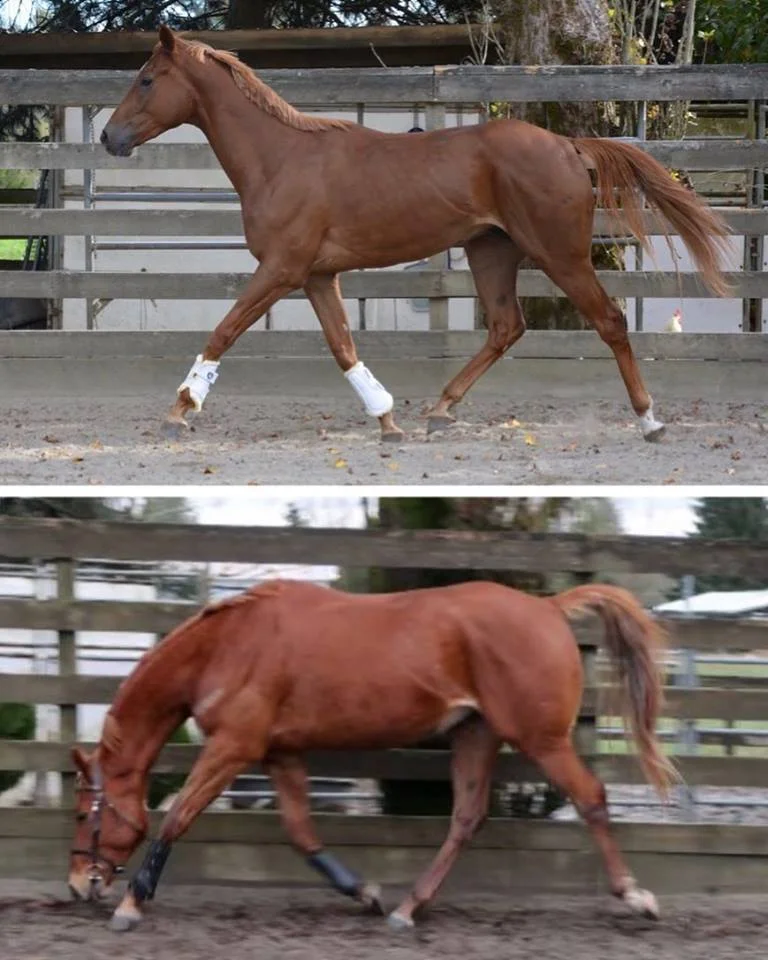 OTTBs: Buying, feeding and training Thoroughbreds — Milestone Equestrian