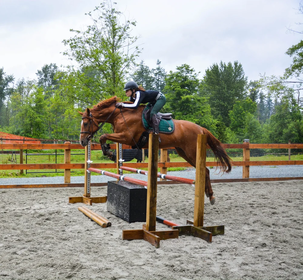 The Classism That is Jumping Out in the Horse World in 2020 — Milestone ...