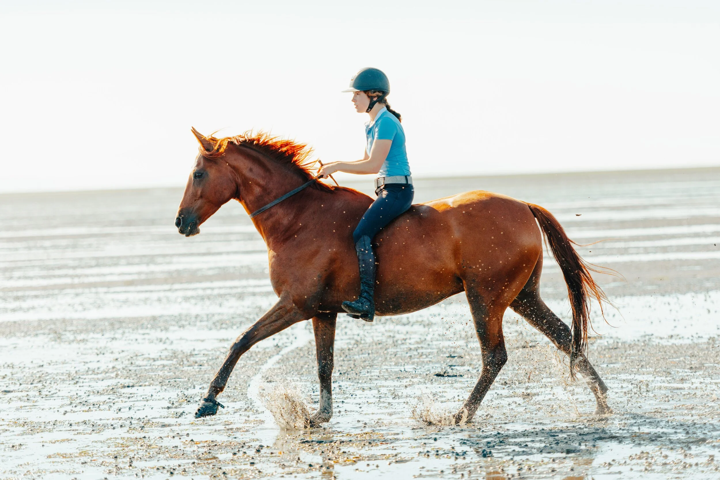 Basic Info & Studies — Milestone Equestrian