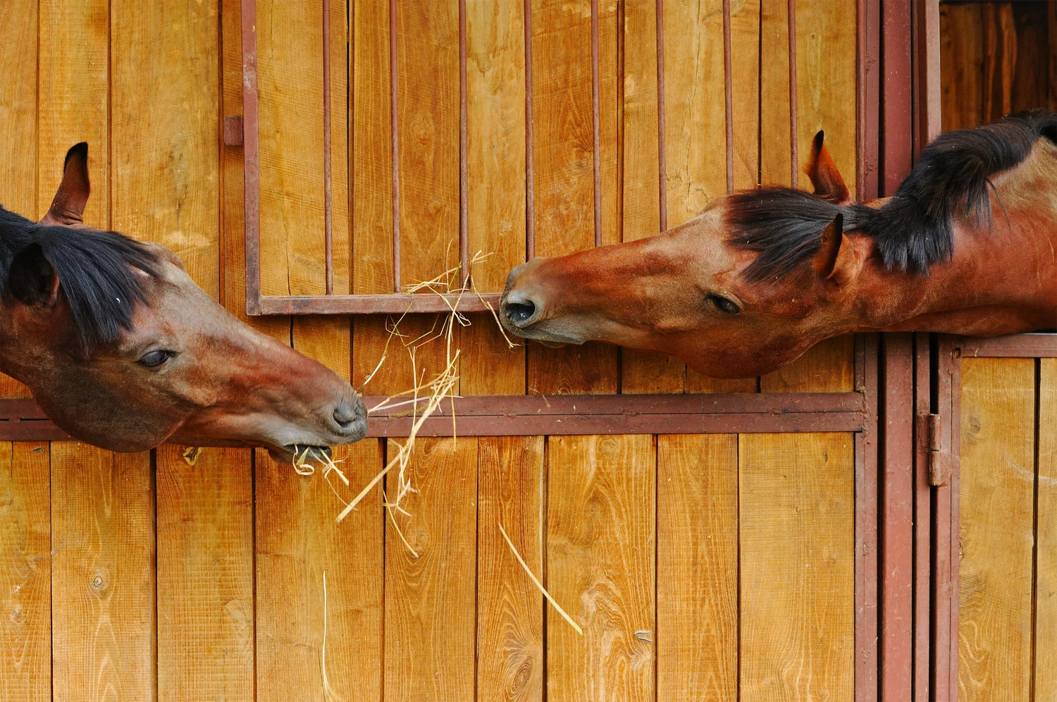Lets Talk About the Elephant in the Room: Horse Mismanagement ...