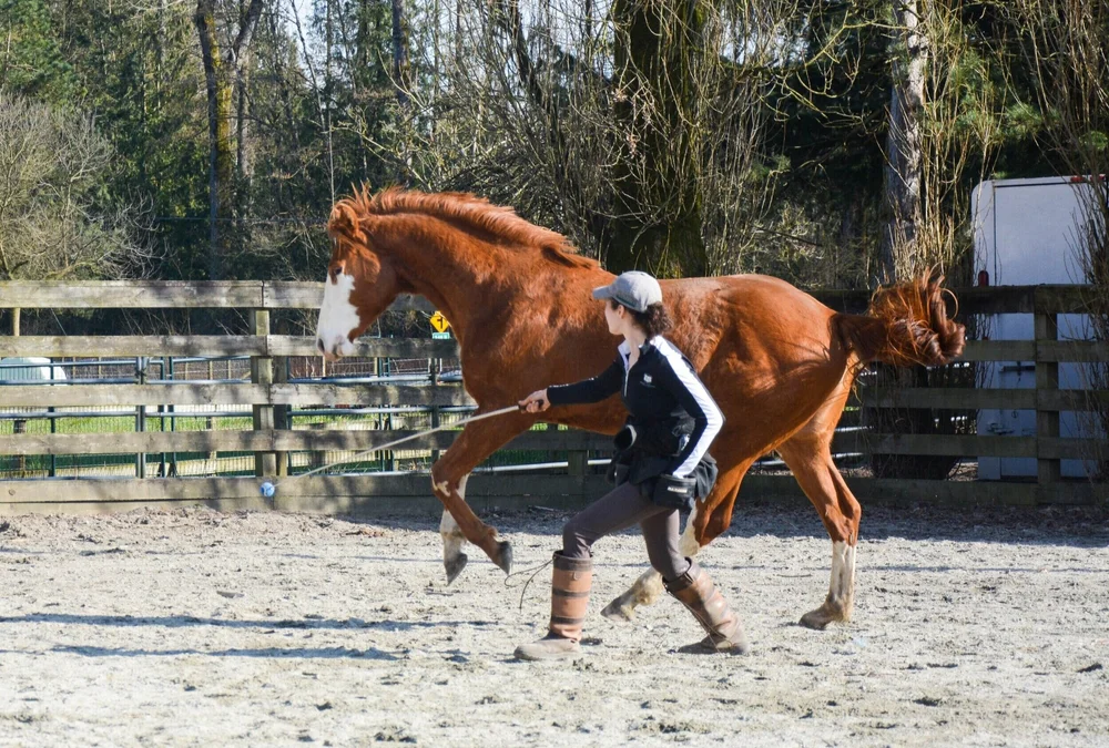 Milestone Equestrian