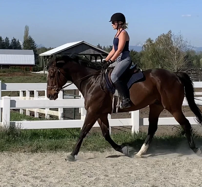 Sales Horses — Milestone Equestrian