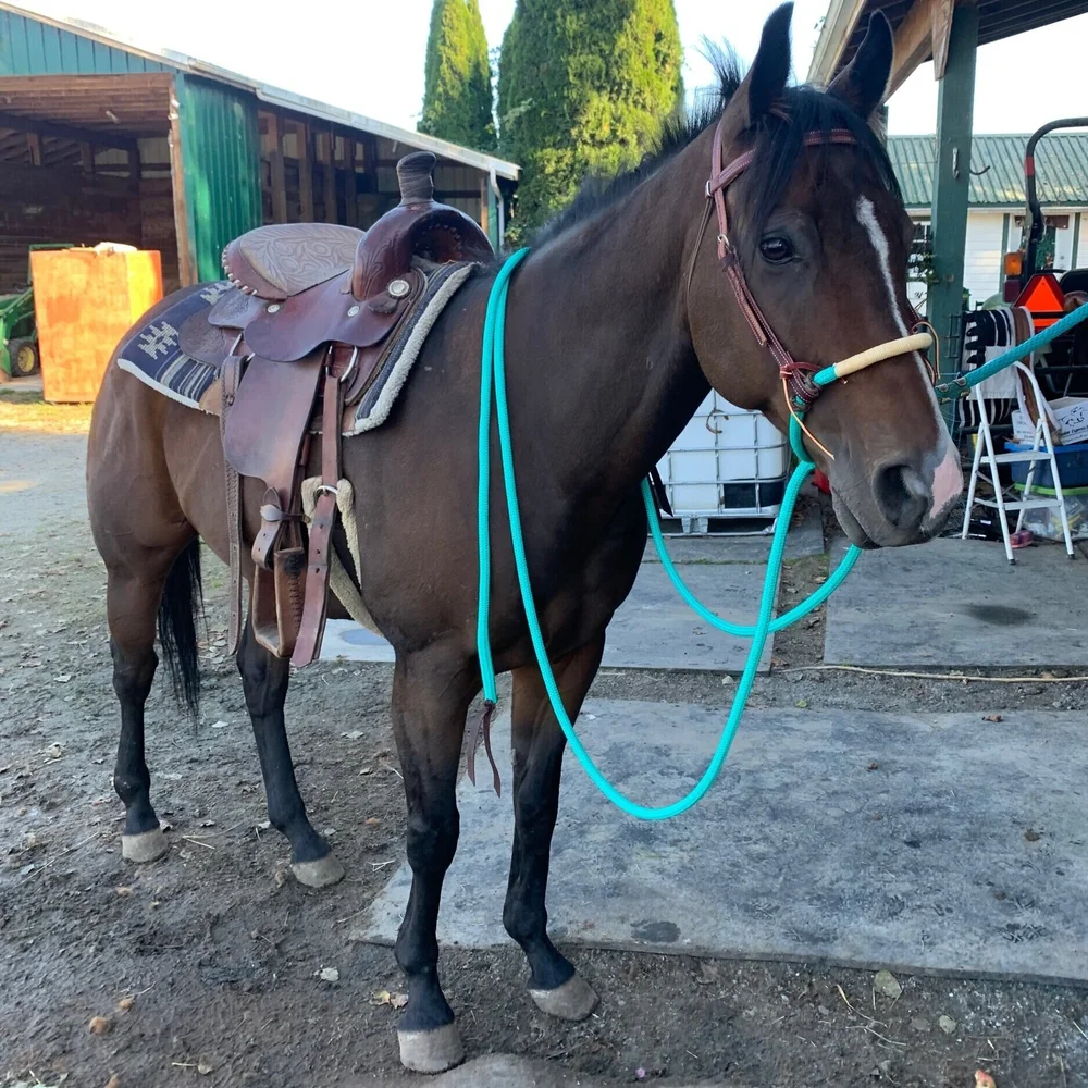 Sales Horses — Milestone Equestrian