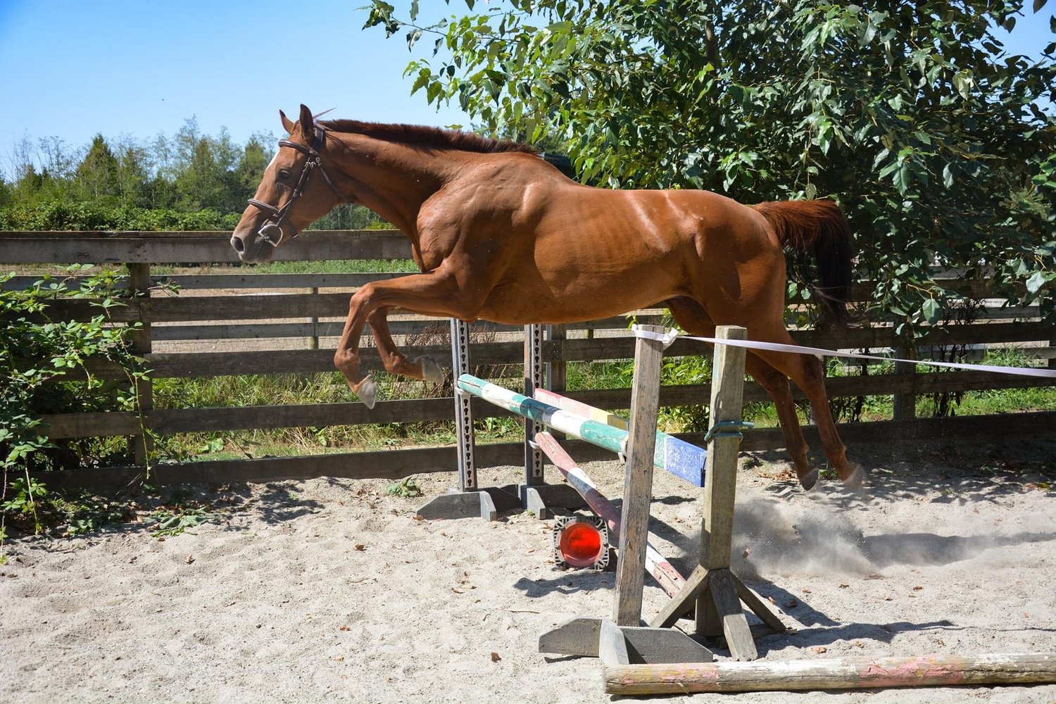 Sales Horses — Milestone Equestrian