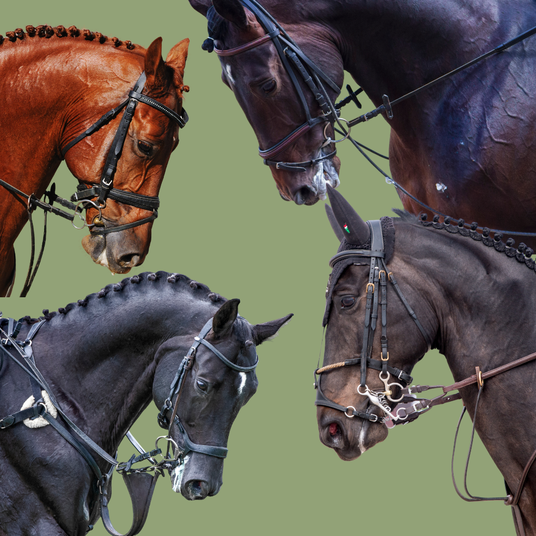 Equine Stress Crash Course: Reading Stress in Horse Facial Expressions ...