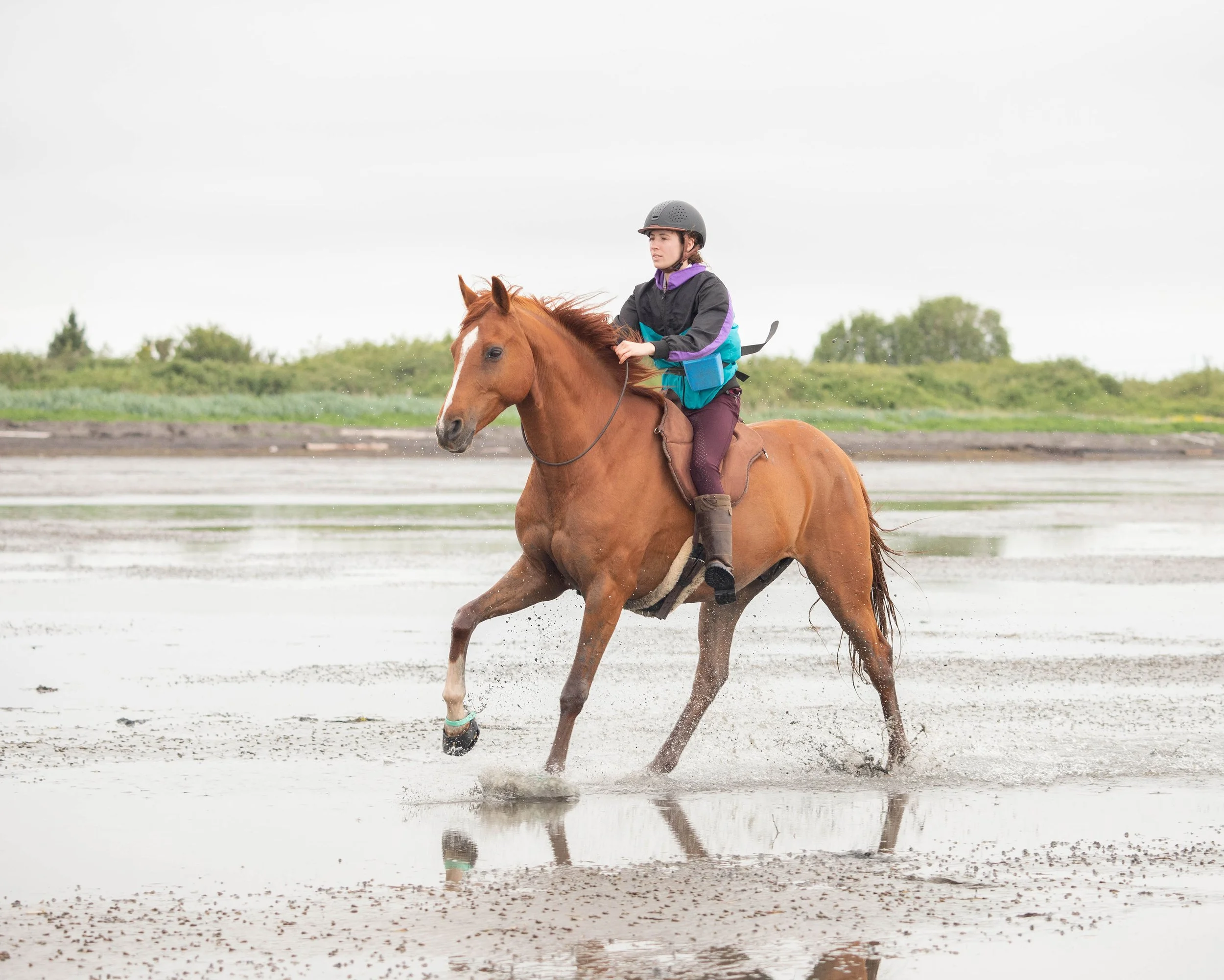 Training — Milestone Equestrian