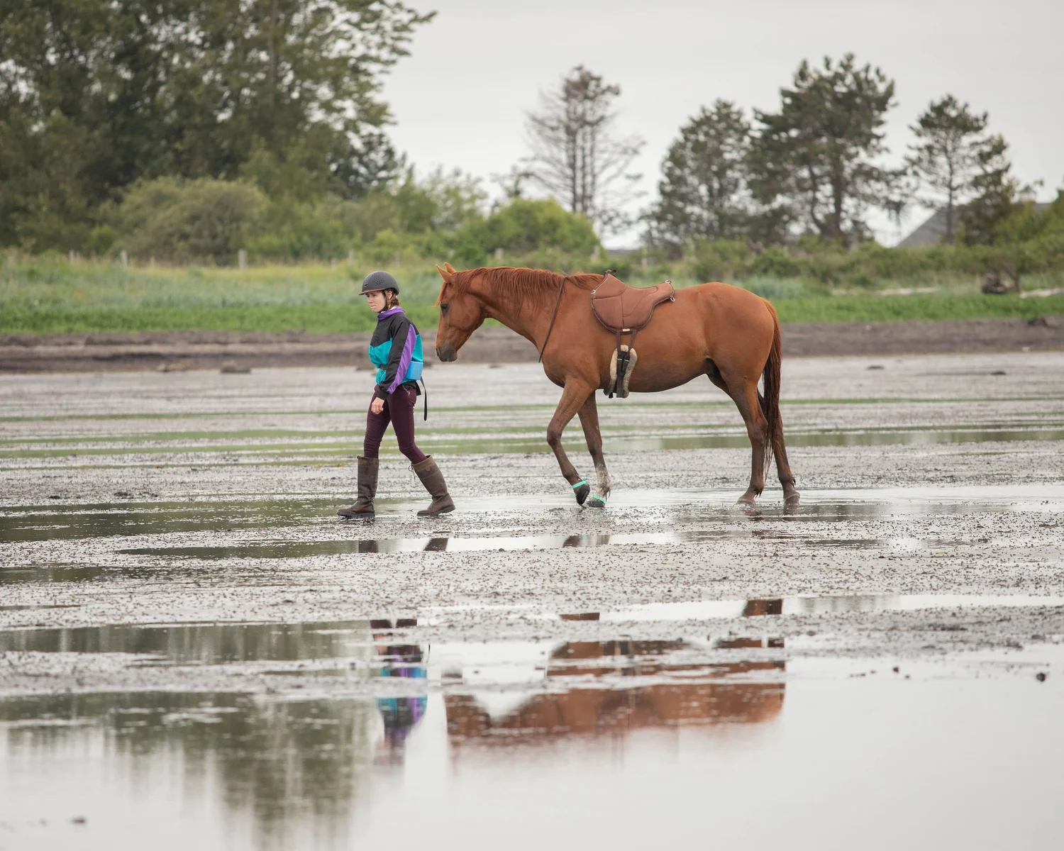 Basic Info & Studies | Enhance Horse Care & Training — Milestone Equestrian
