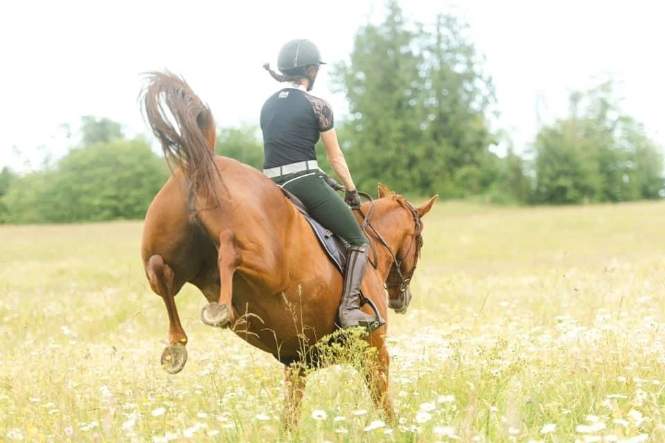 Blog — Milestone Equestrian