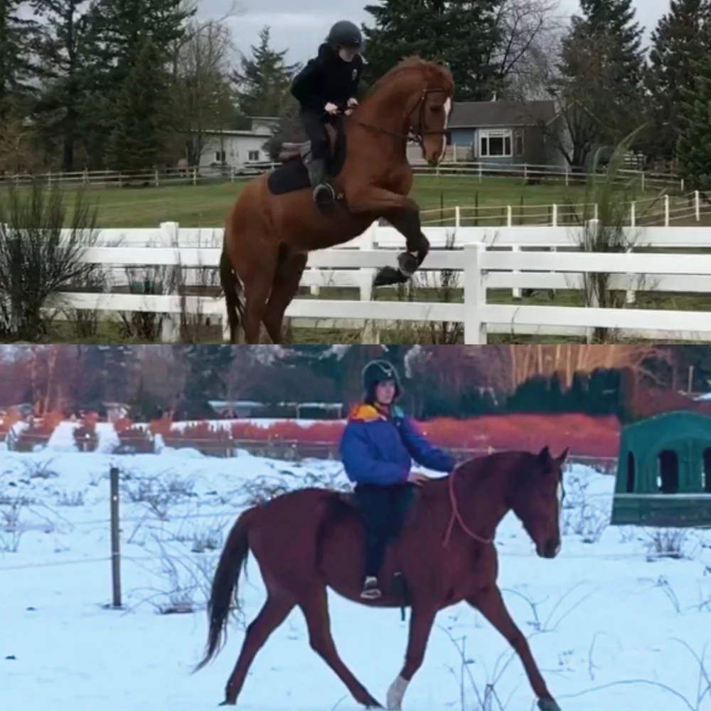 Blog — Milestone Equestrian