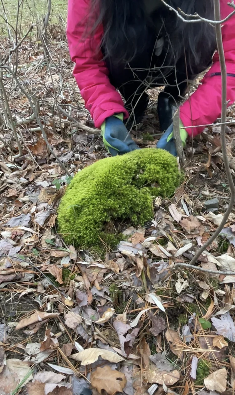 Moss Art — Build Your Own Moss Table (5 Steps) — Sua