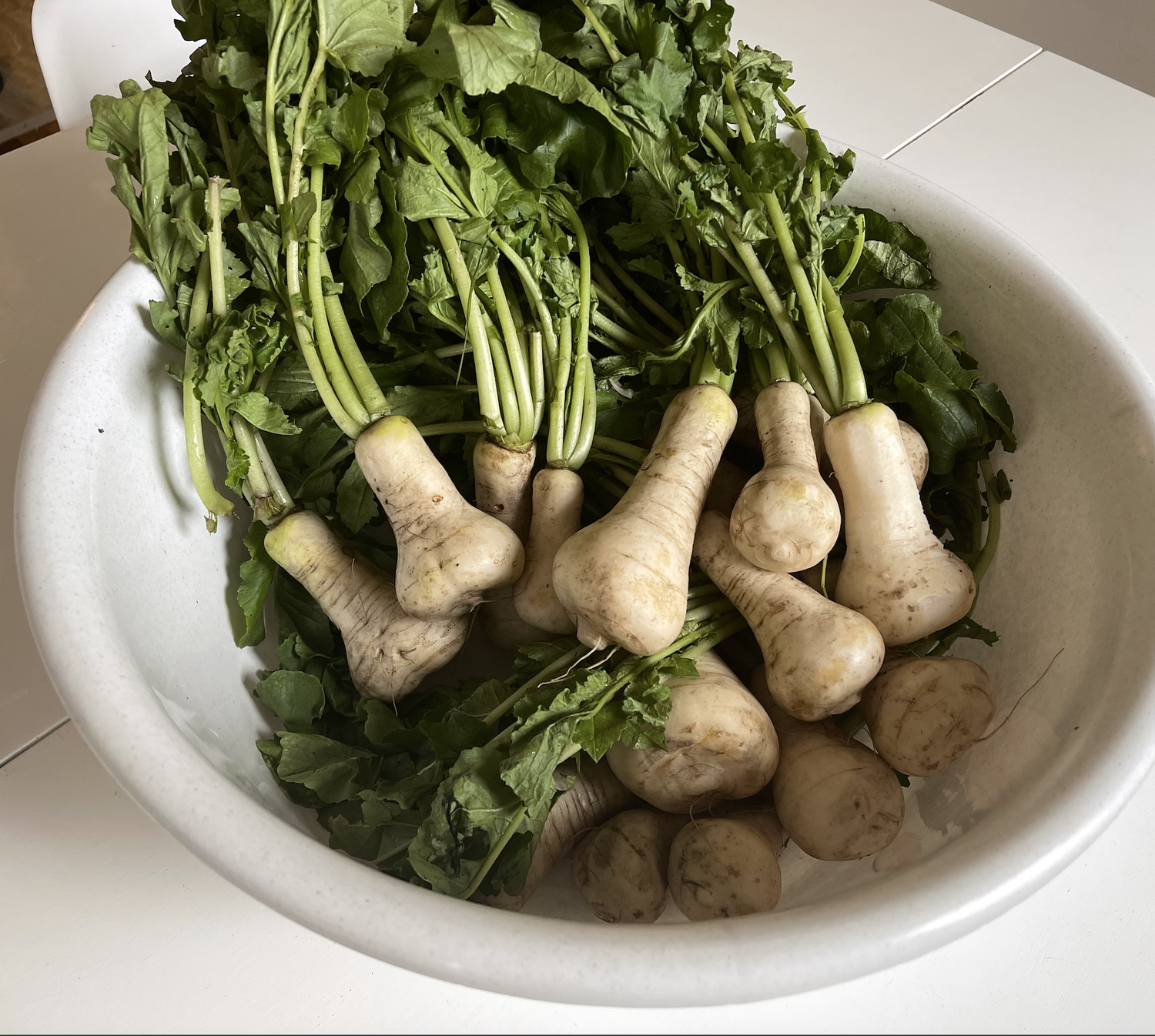 Ponytail Radish Kimchi (Chonggak-Kimchi) Recipe — Sua