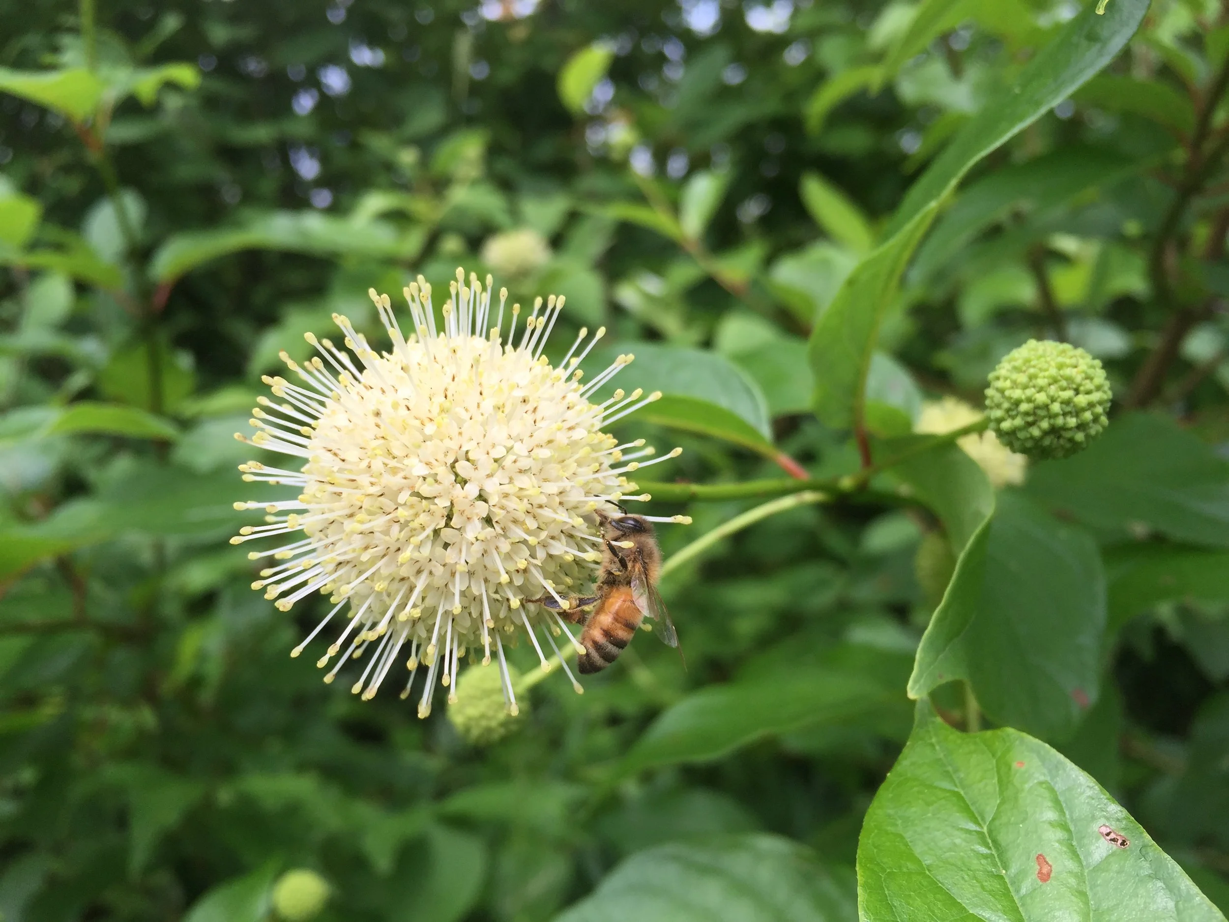 Halcyon Earth & Sky, LLC