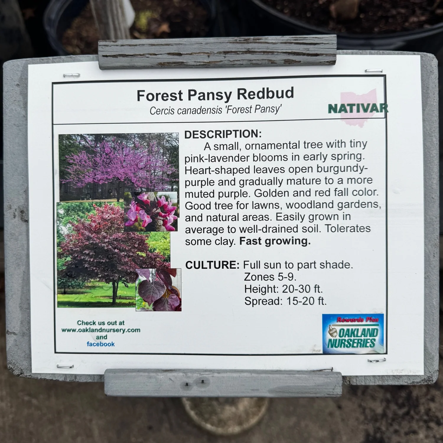 Russell Tree Experts — The Forest Pansy Redbud!
