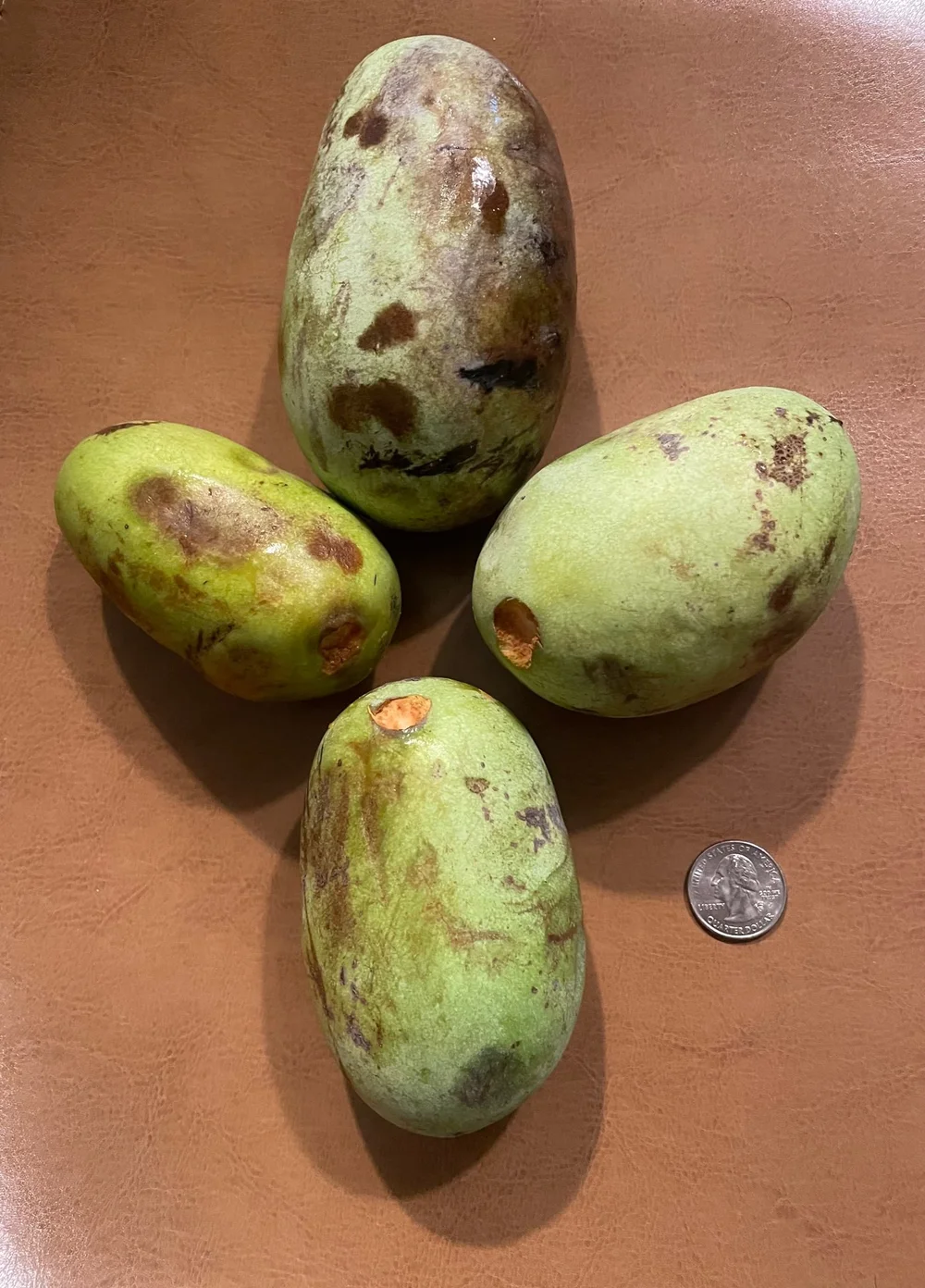 Russell Tree Experts — Pawpaw Cream Pie and I