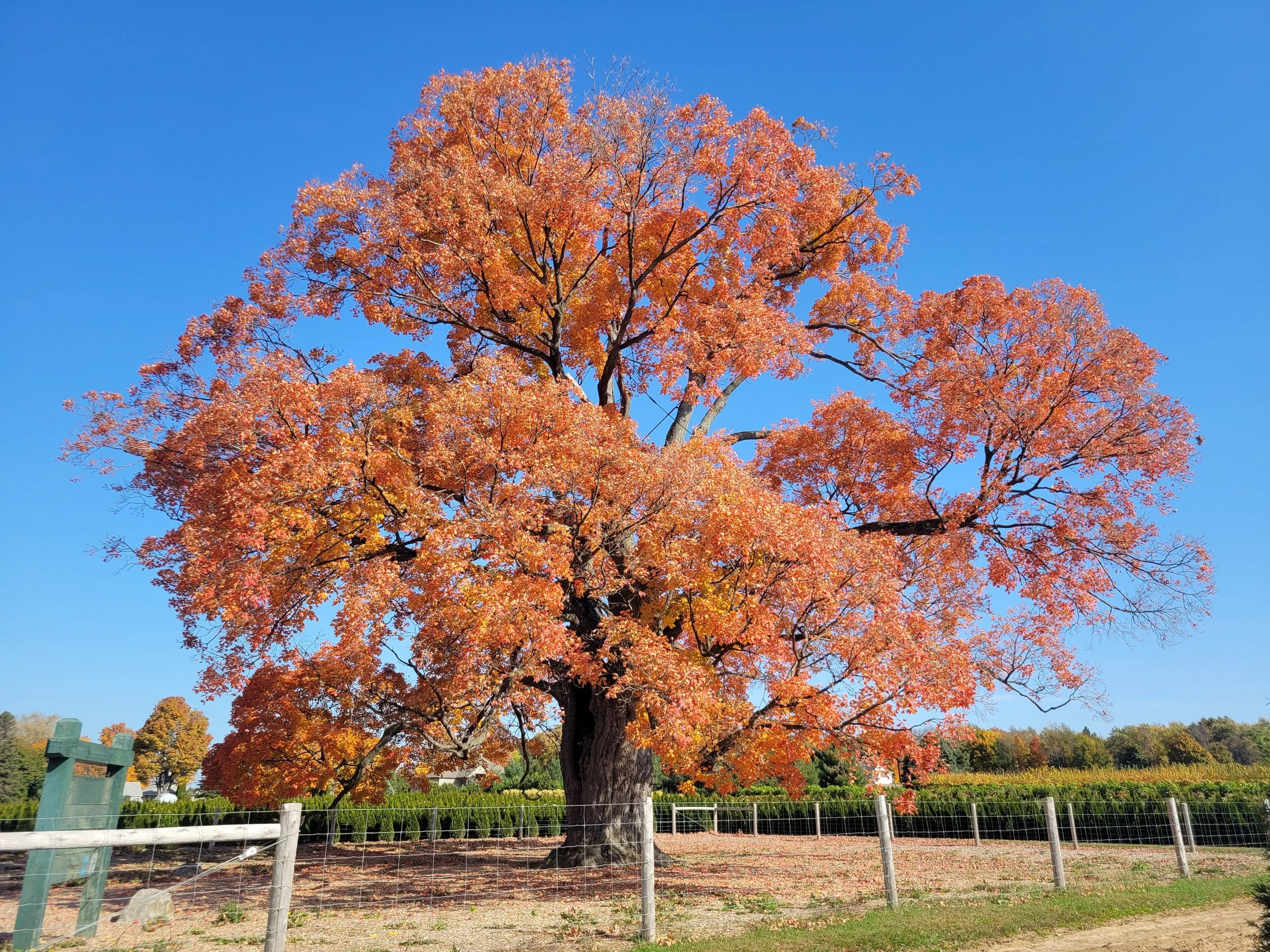 Russell Tree Experts — The Sugar Maple
