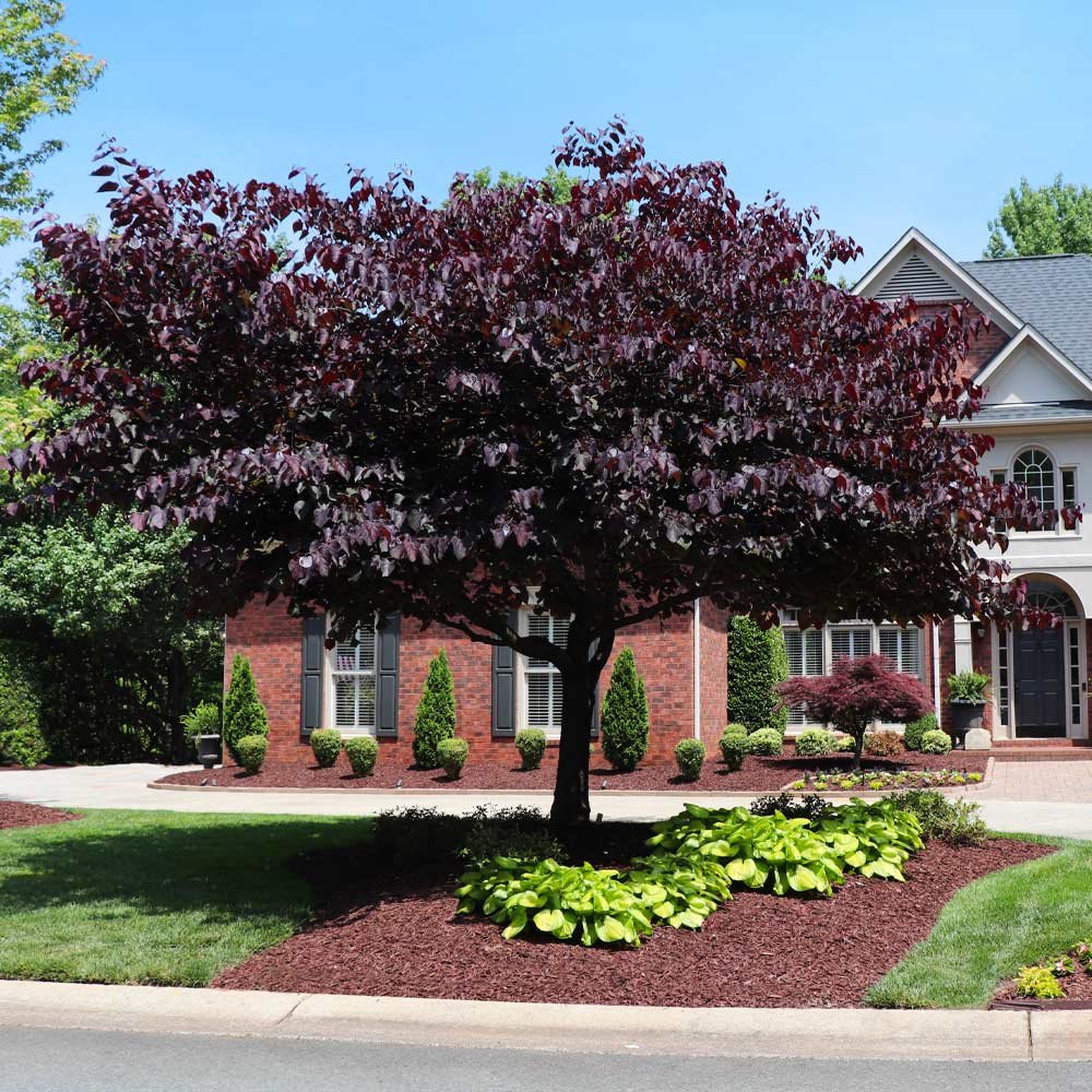 Russell Tree Experts — The Forest Pansy Redbud!