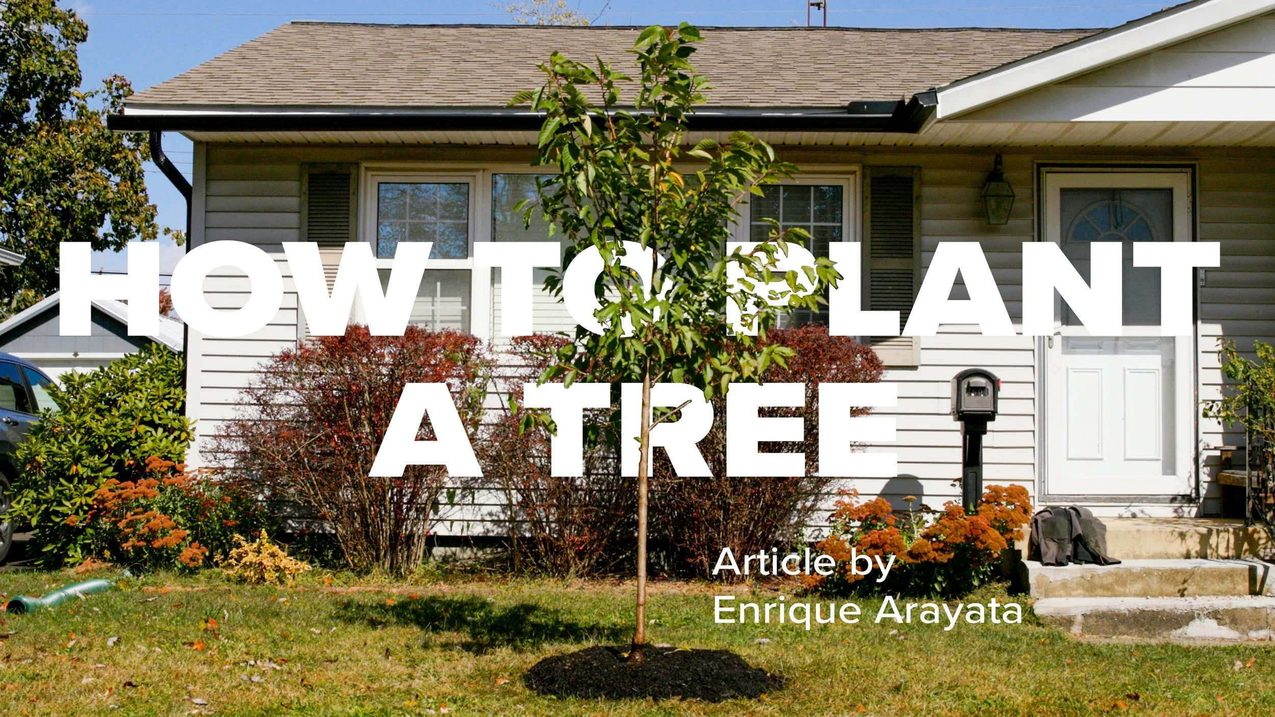 Russell Tree Experts — How to Plant a Balled-and-Burlapped Tree!