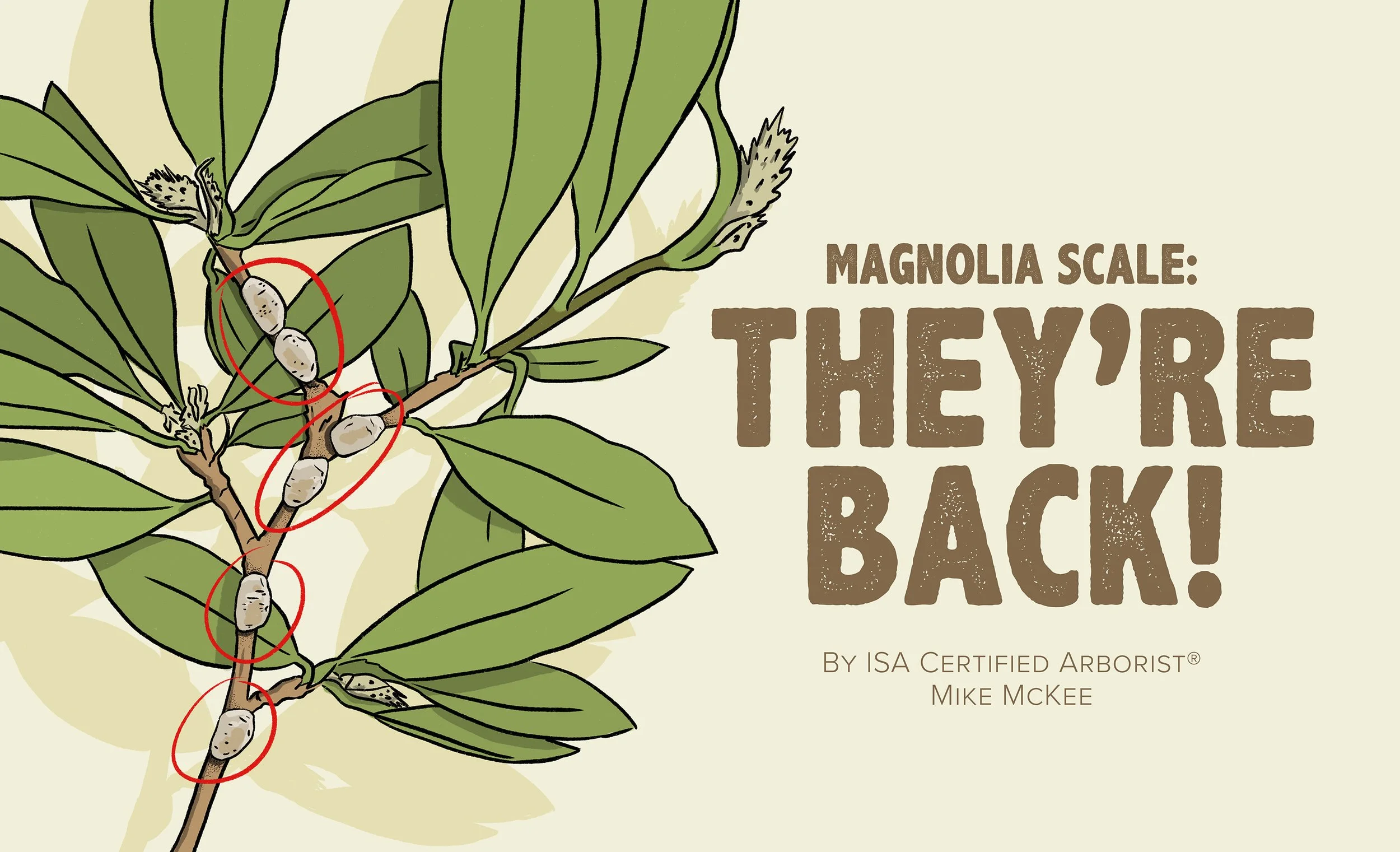 Russell Tree Experts — Magnolia Scale: They're Back!