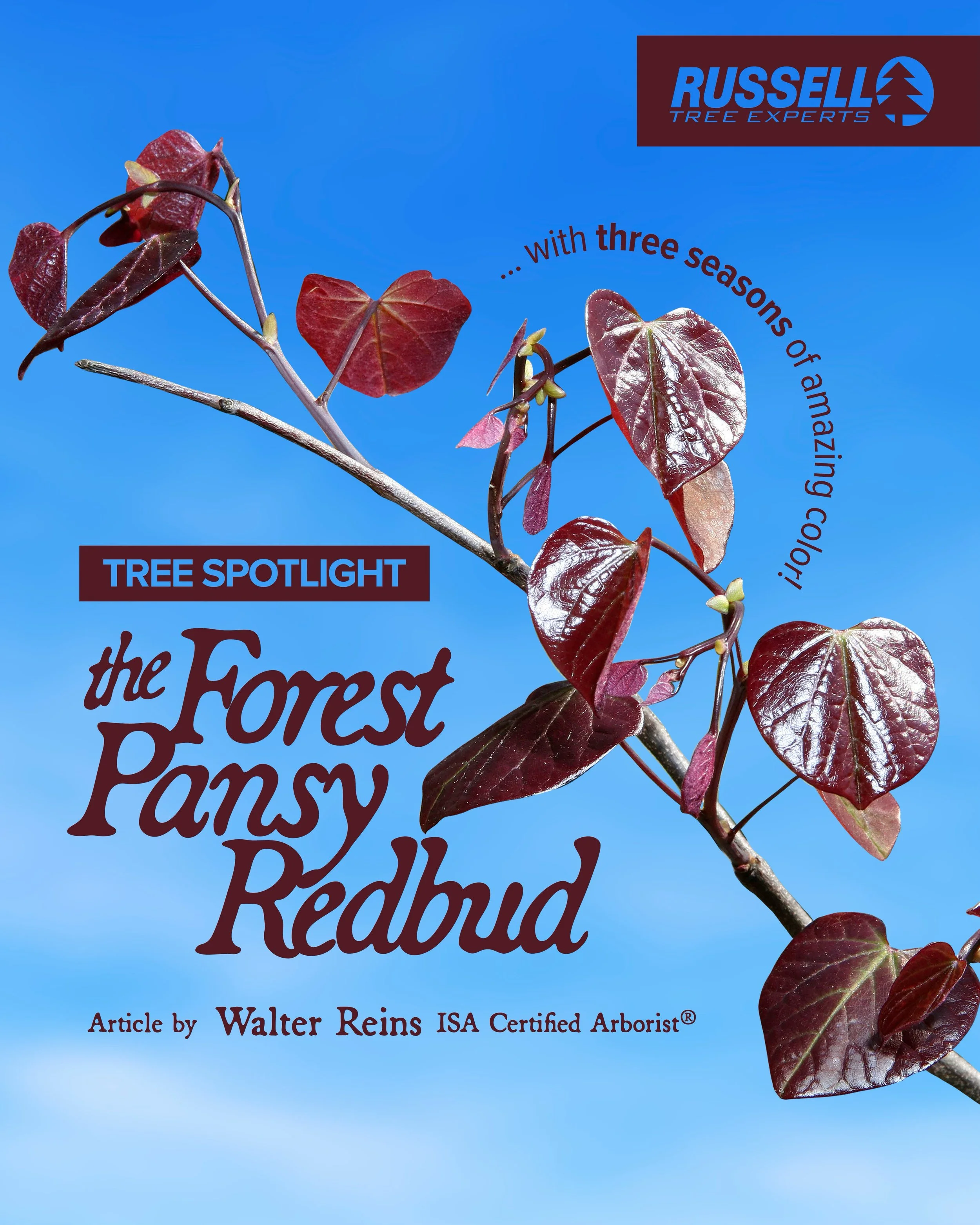 Russell Tree Experts — The Forest Pansy Redbud!